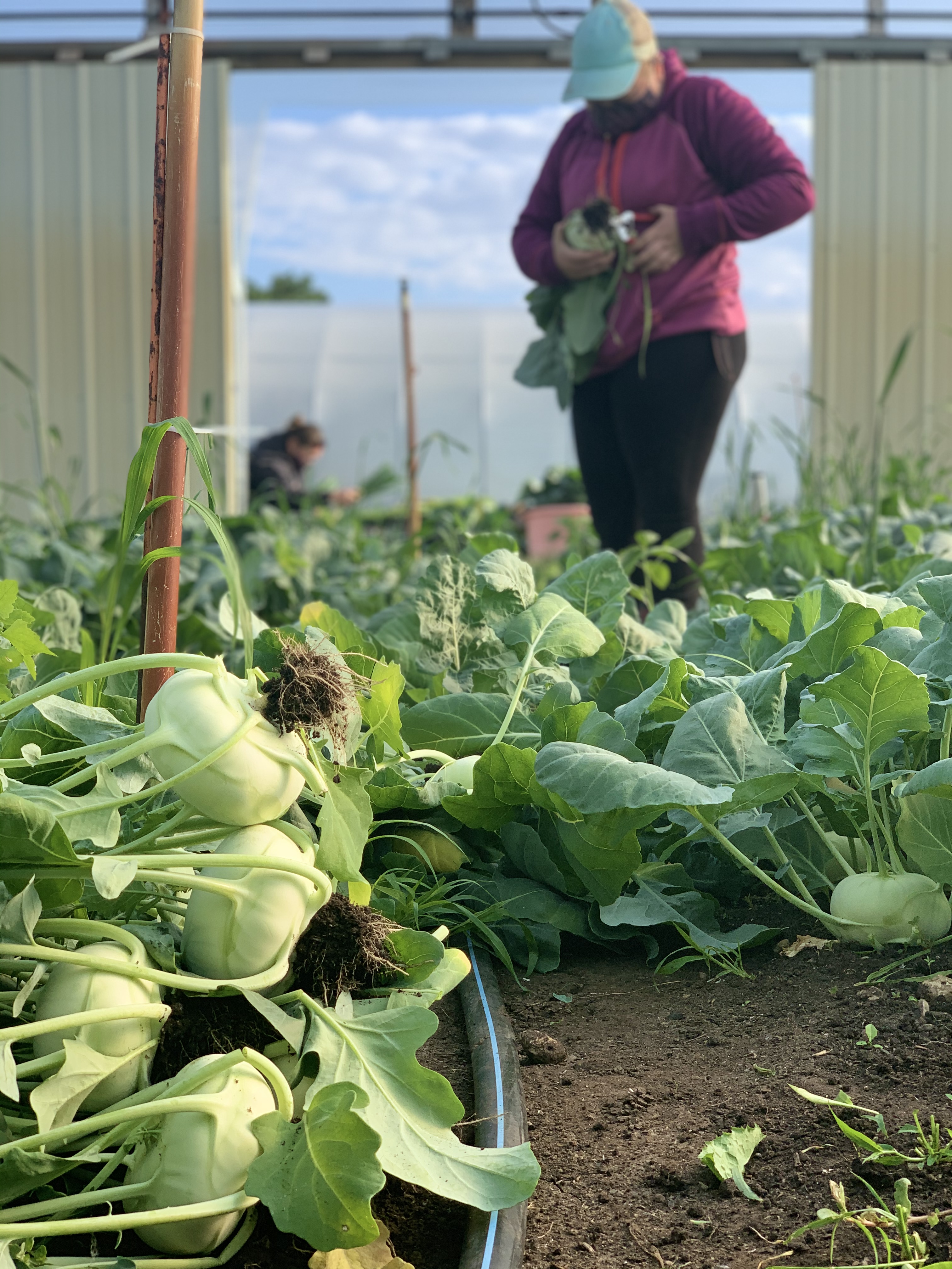 Here we grow! - Farm Happenings at Park Ridge Organics - Harvie
