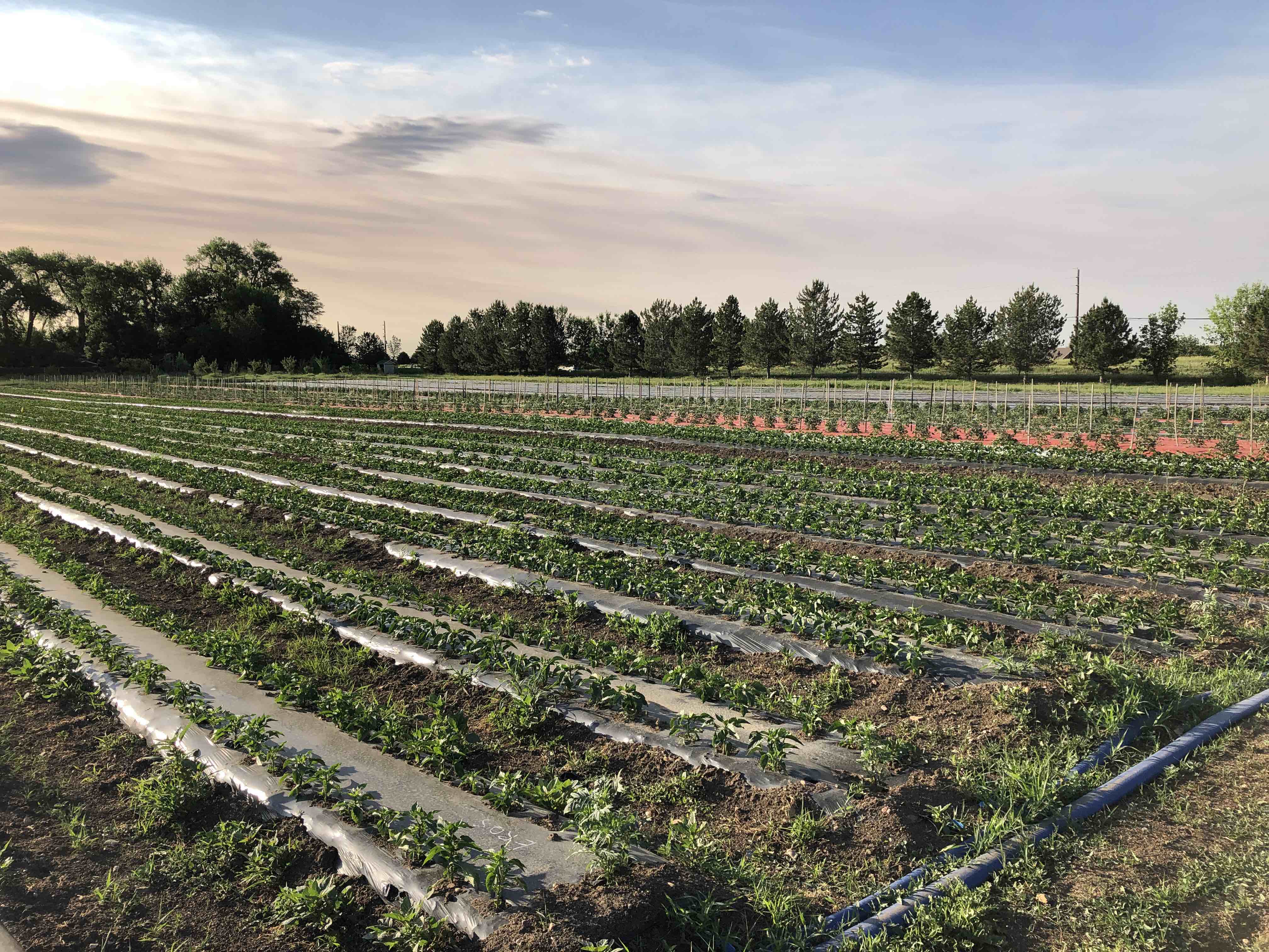 Week 3 of the CSA: Happy Solstice - Farm Happenings at Kilt Farm - Harvie