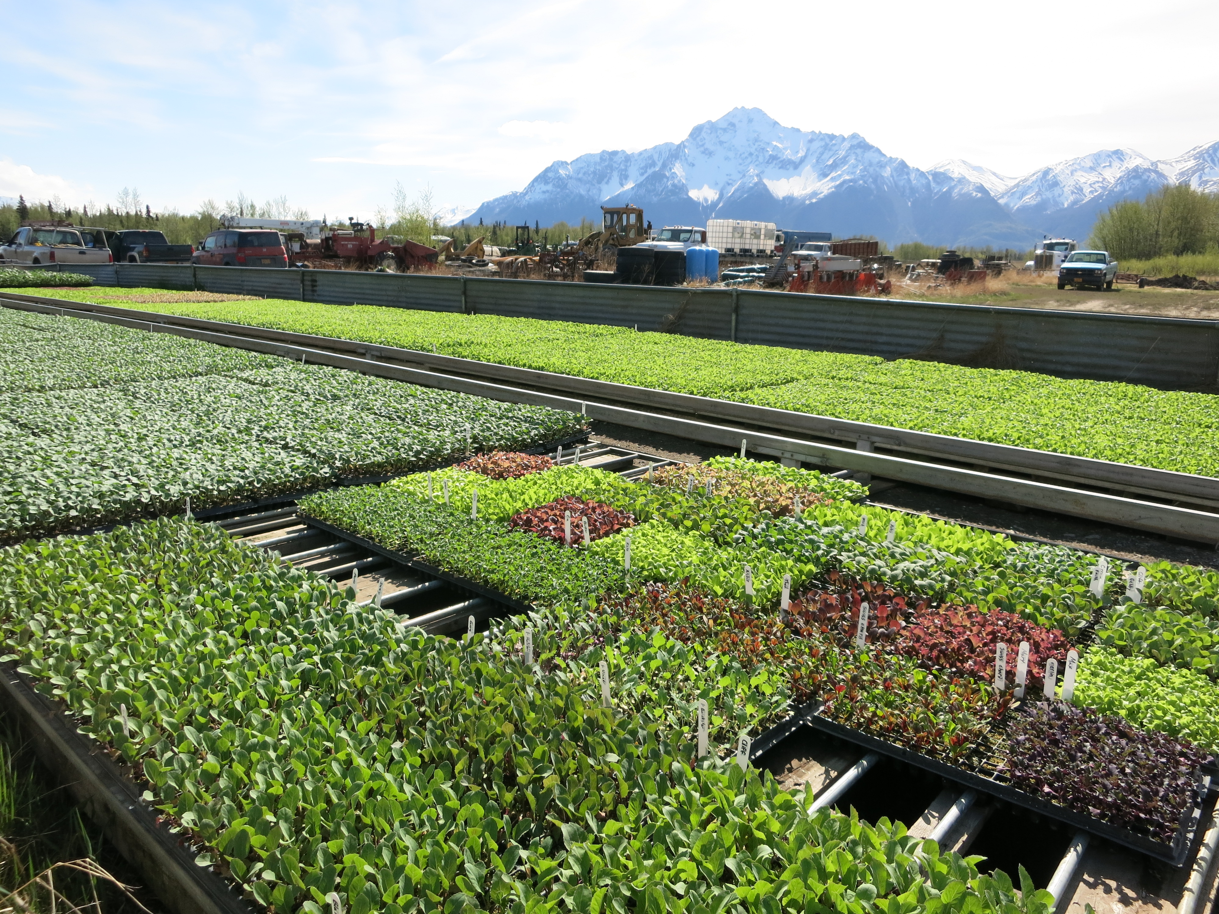 Farm Stand 6/19/2020 - Farm Happenings at Arctic Harvest Deliveries ...