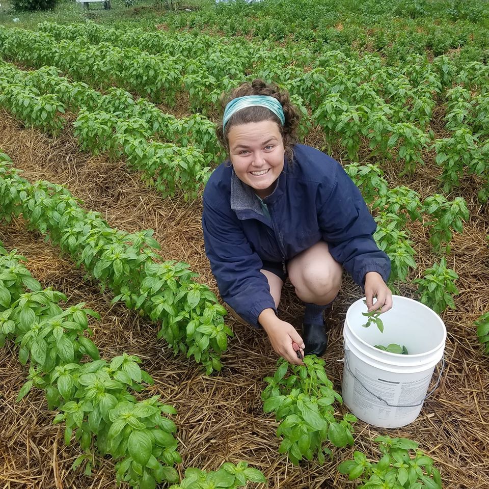 REMEMBER your TOMATOES - separate bags, with names - Farm Happenings at ...