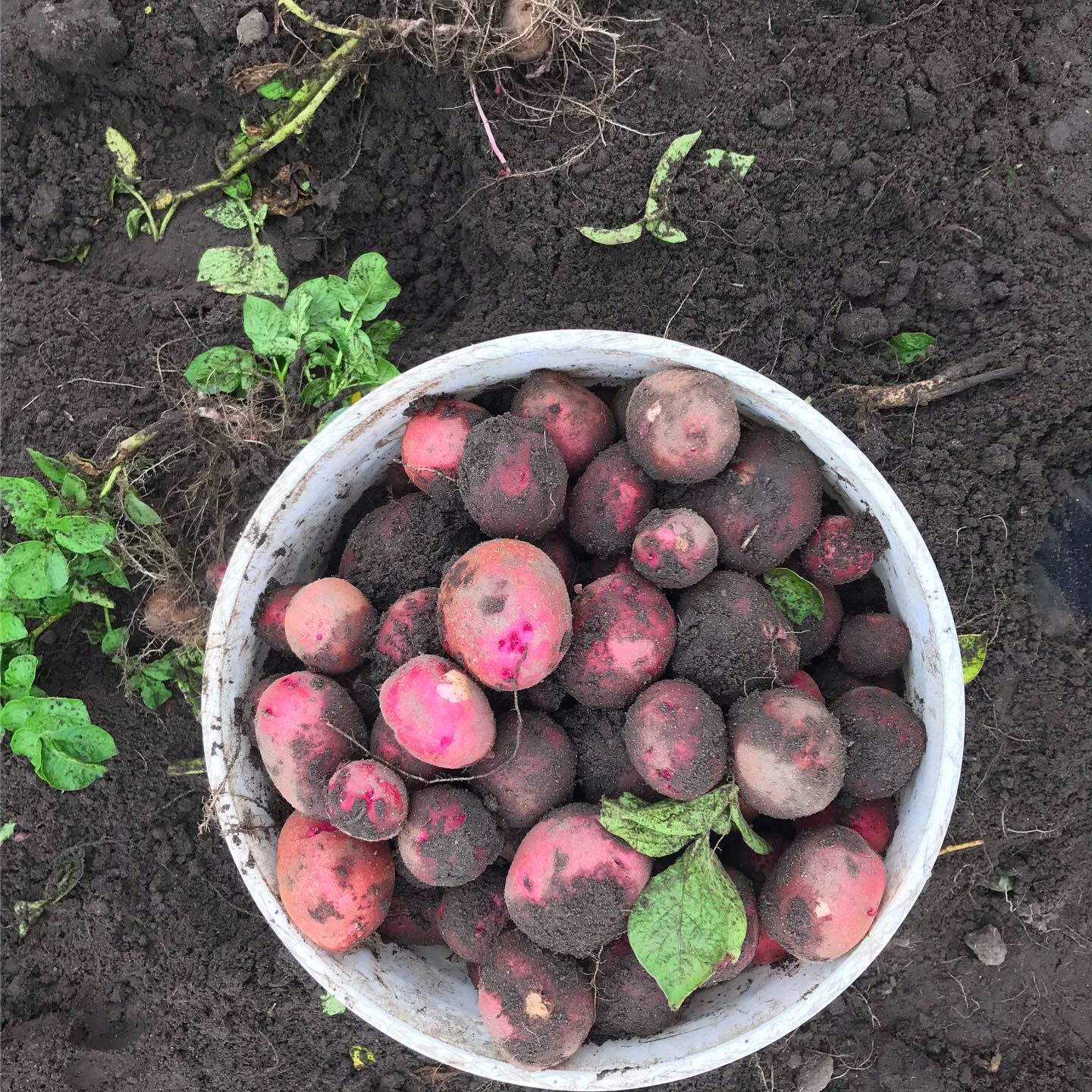 New Potatoes - Farm Happenings at Crisp Country Acres - Harvie