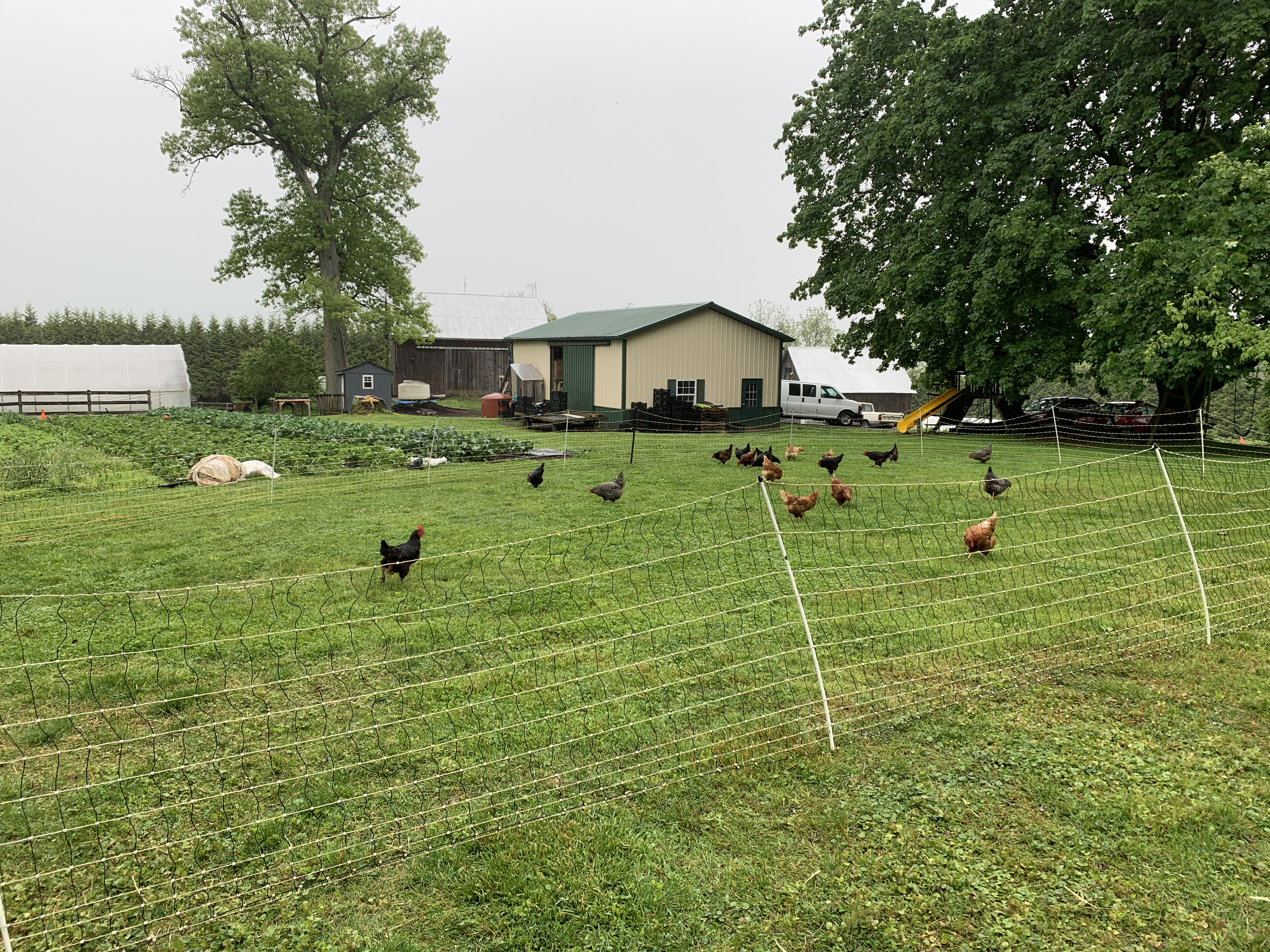 Farm Happenings for June 30, 2020 - Farm Happenings at Oak Spring Farm ...