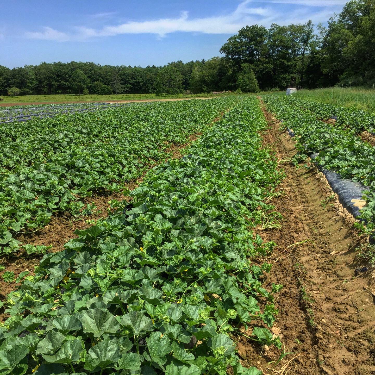 Week 5 - Rain rain rain - Farm Happenings at Harvest Tide Organics - Harvie
