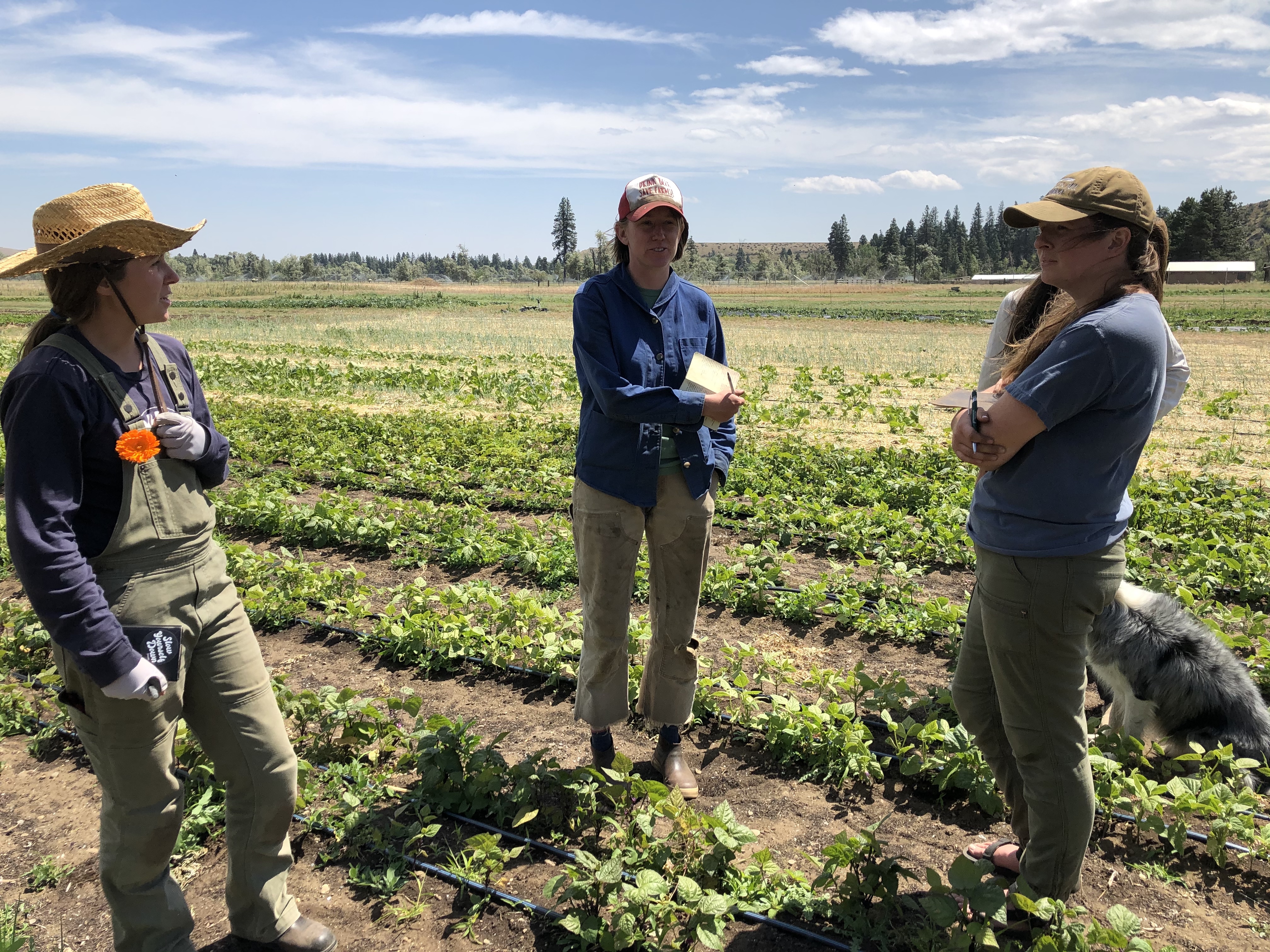 The start of July. - Farm Happenings at Spoon Full Farm - Harvie