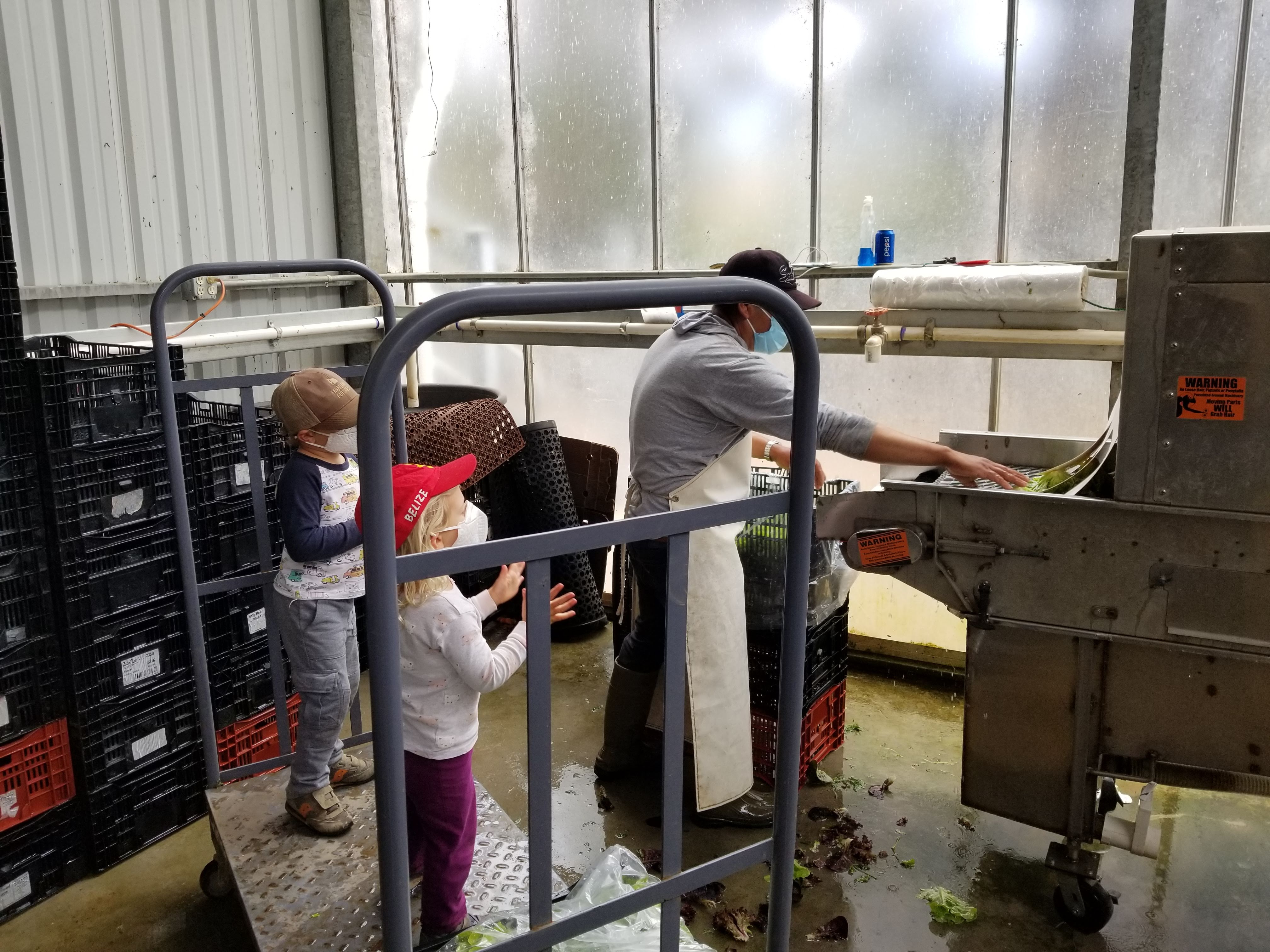 Farm News for July 9, 2020 - Farm Happenings at Fifth Crow Farm - Harvie