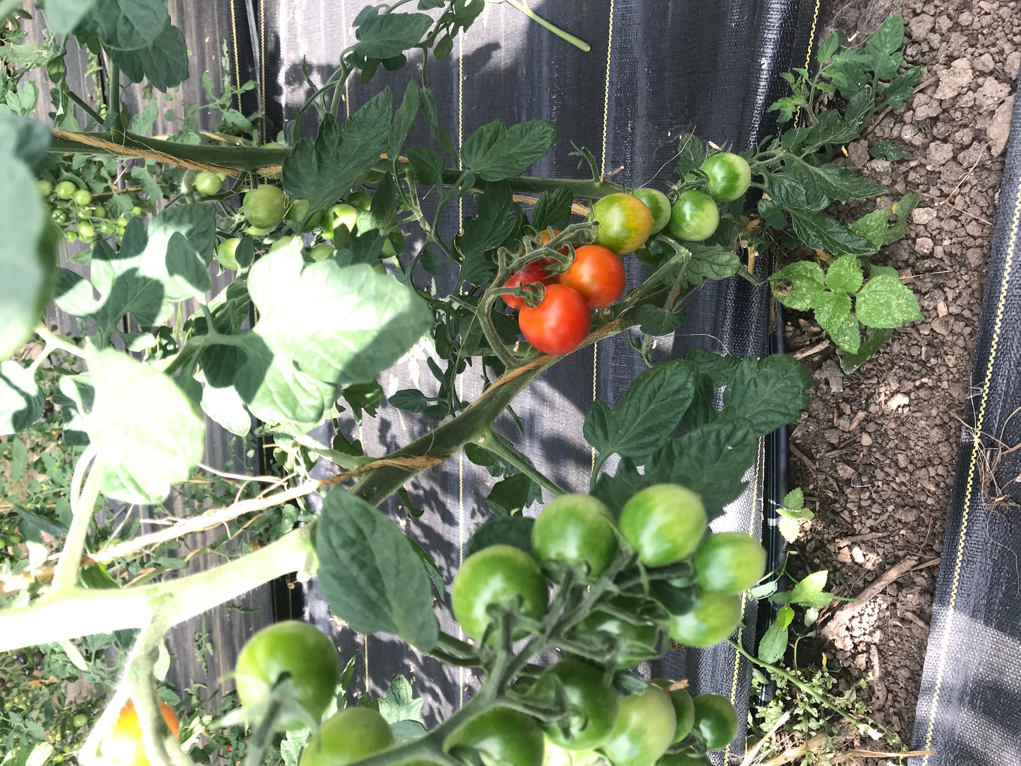 Farm Happenings for July 10, 2020 - Farm Happenings at Springdale Farm ...