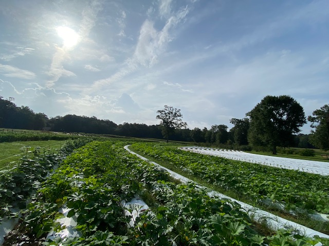 Farm Happenings for July 9, 2020 - Farm Happenings at Covey Rise Farms ...