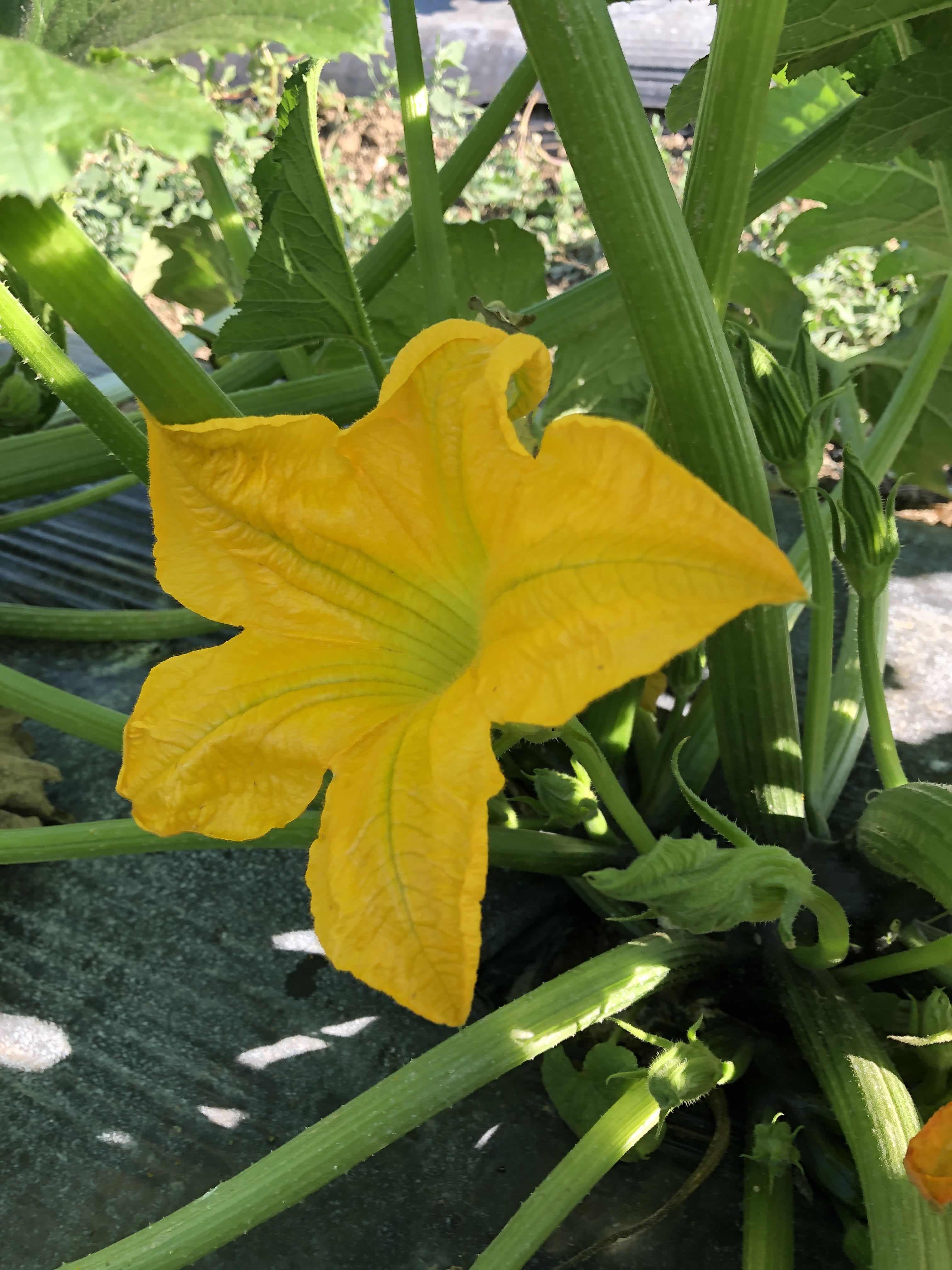 Week 6 CSA - Farming is always full of new experiences. - Farm ...