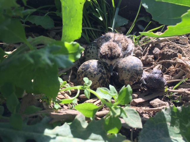 Farm Happenings for July 14, 2020 - Farm Happenings at Diggin' Roots ...