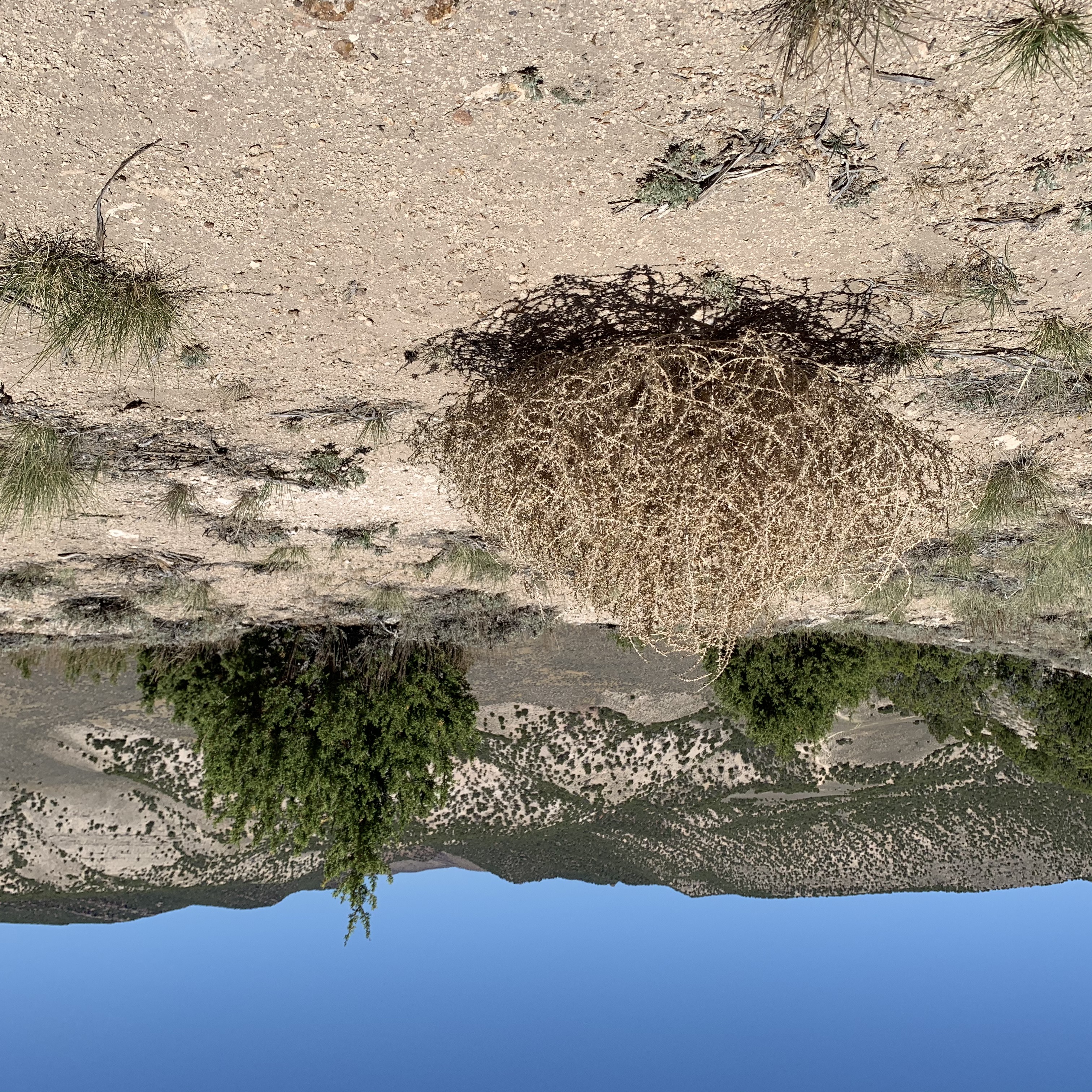 Farm Happenings for July 16, 2020 - Farm Happenings at Tumbleweed Farms ...