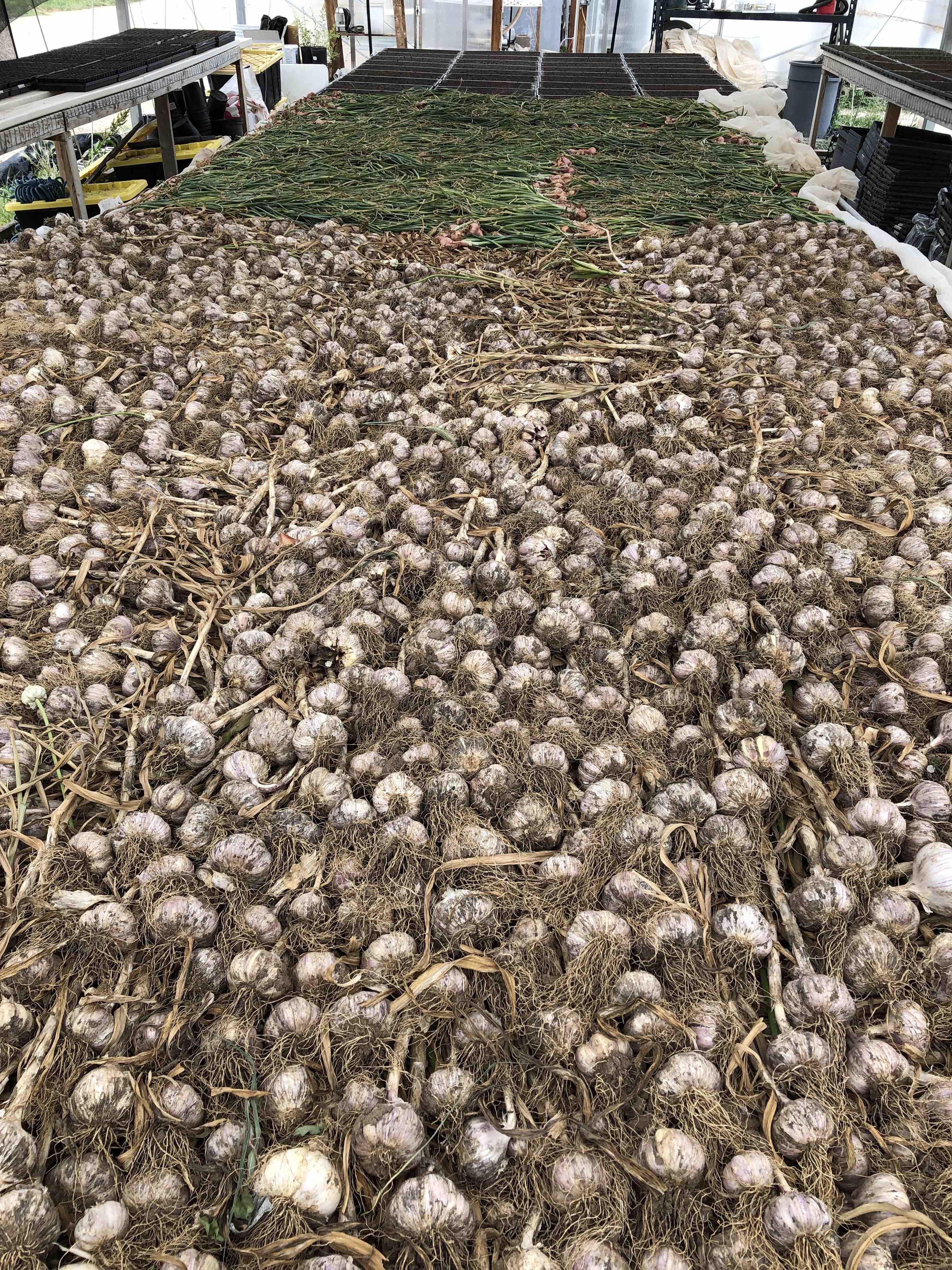 Garlic, Shallots and carrots, oh my! - Farm Happenings at Kilt Farm ...