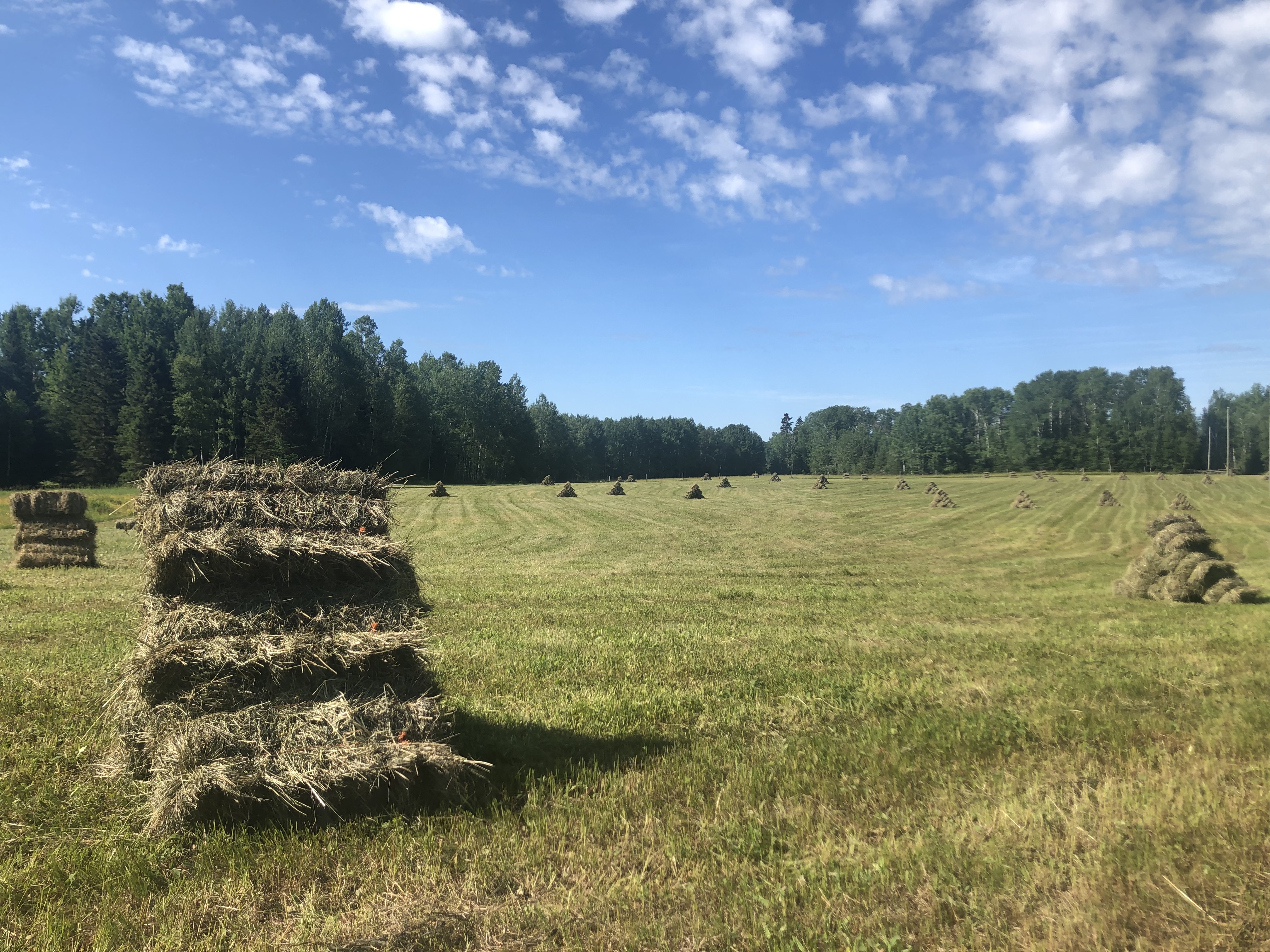 Summer CSA Starts this week! - Farm Happenings at Sleepy G Farm - Harvie