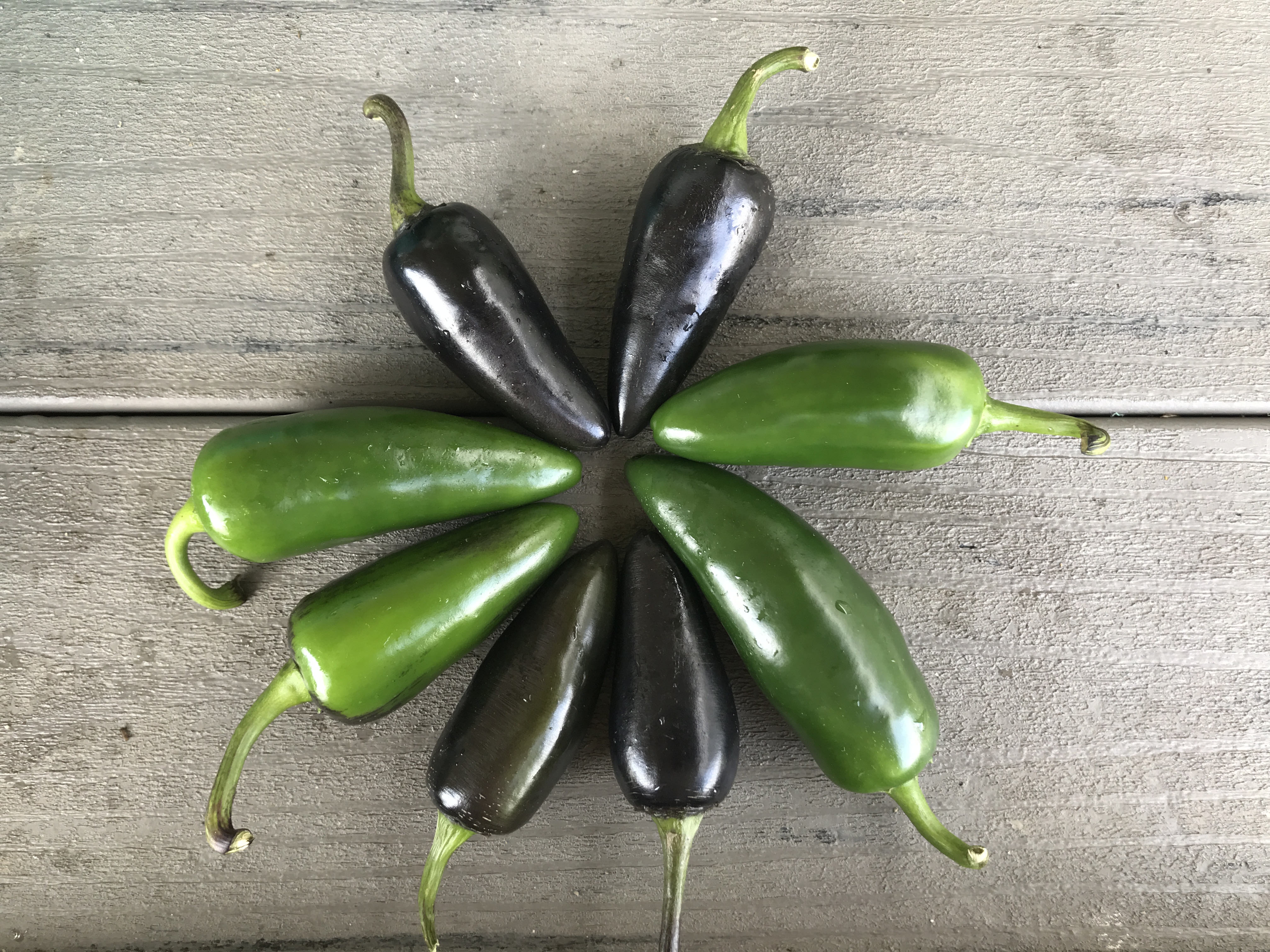Six Ideas to Use Hot Peppers - Farm Happenings at Willow Haven Farm ...