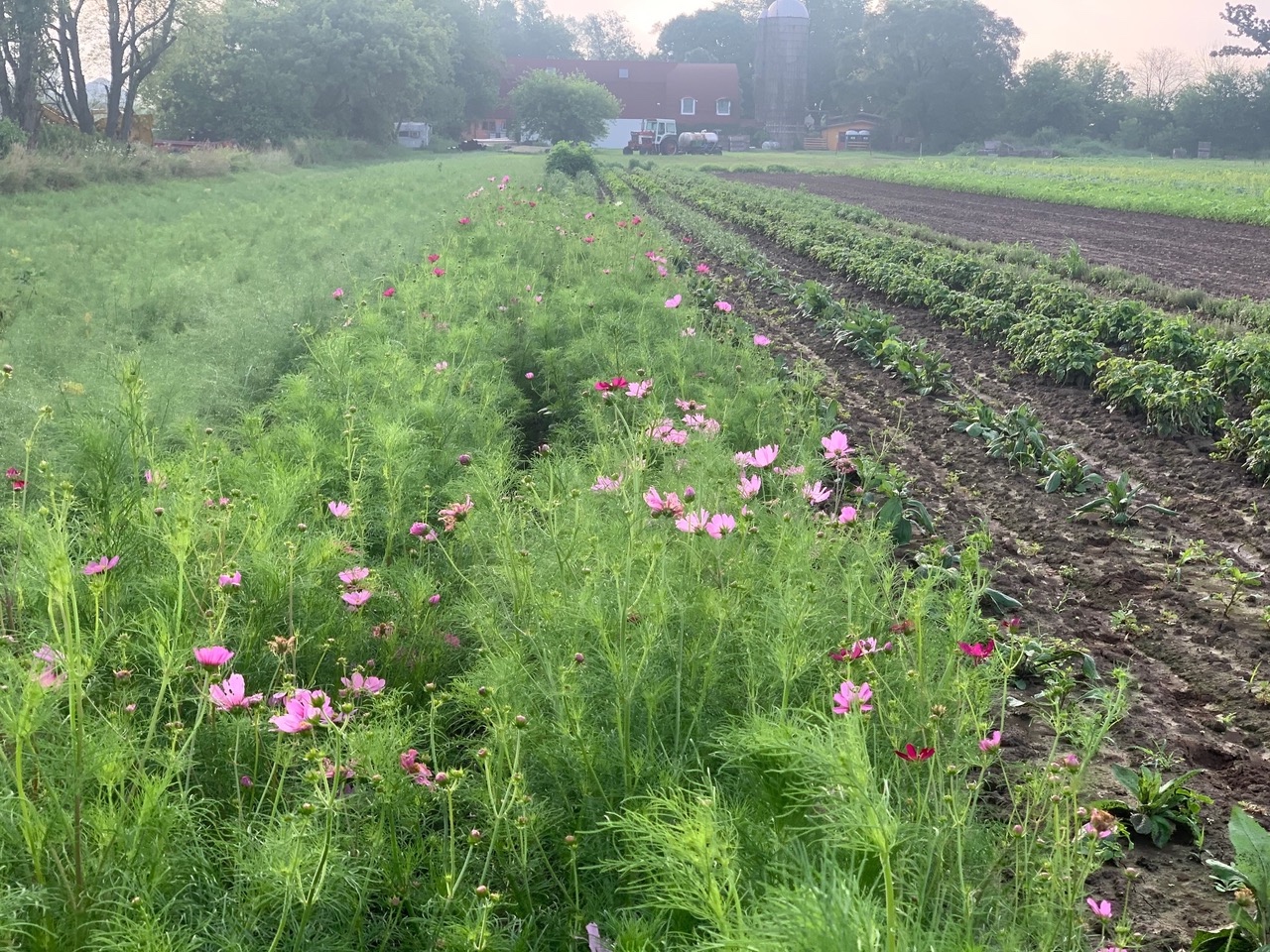 Week 7 Farm News Coming Soon - Farm Happenings at Angelic Organics Farm ...