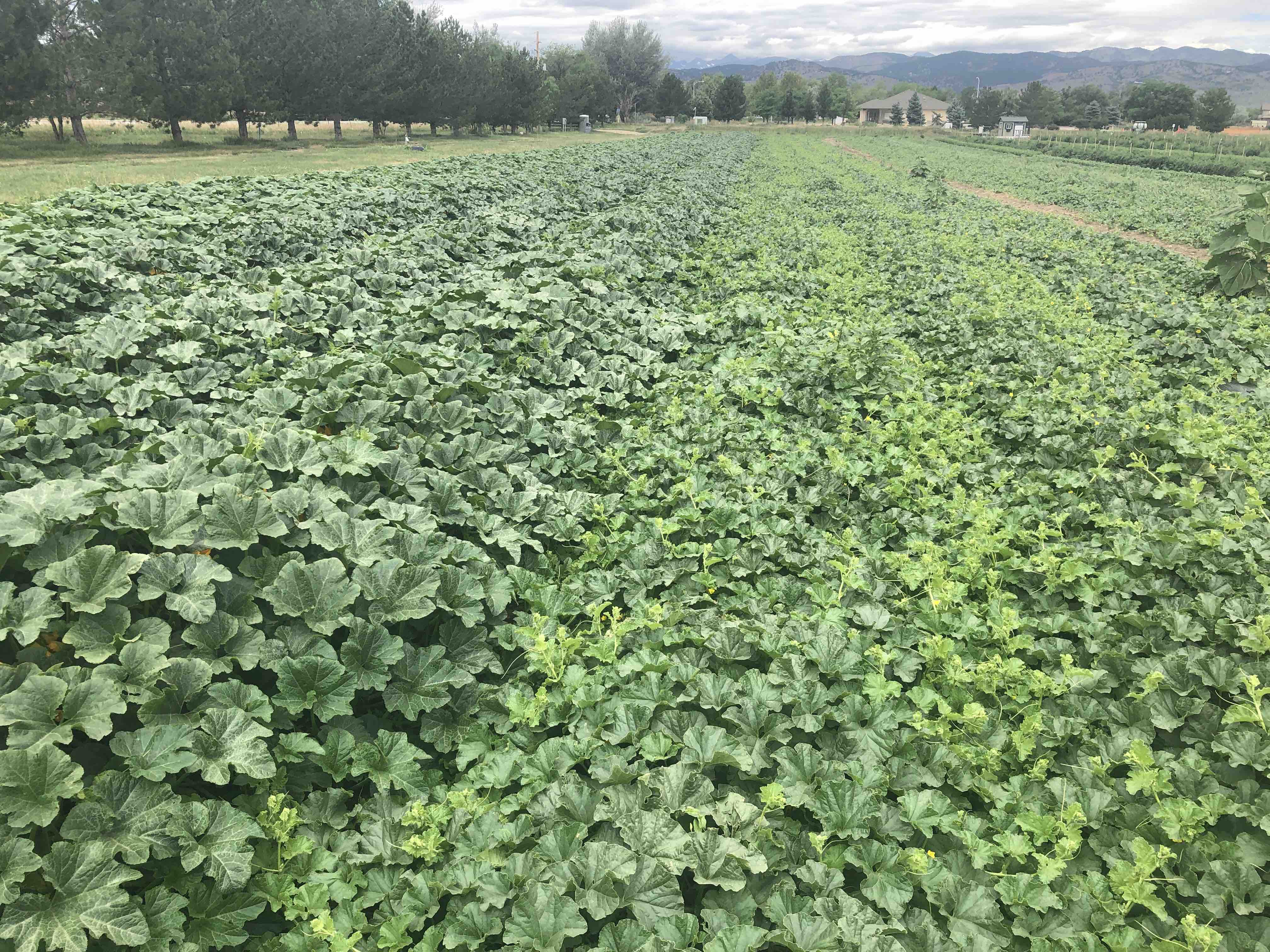Good bye July, hello August. It's summer fruit season in Colorado ...