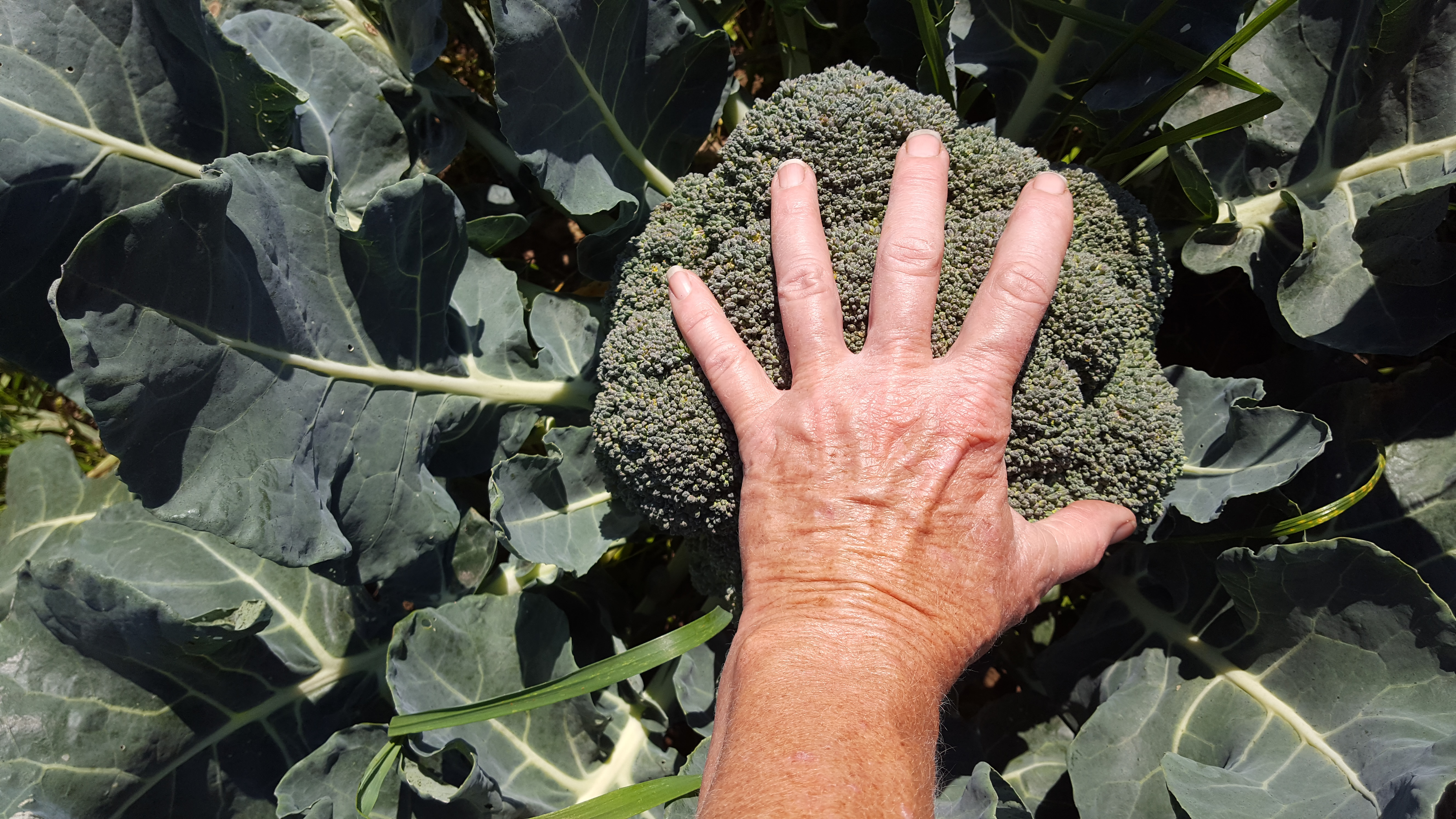 Ginormous Broccoli - Farm Happenings at DragSmith Farms - Harvie