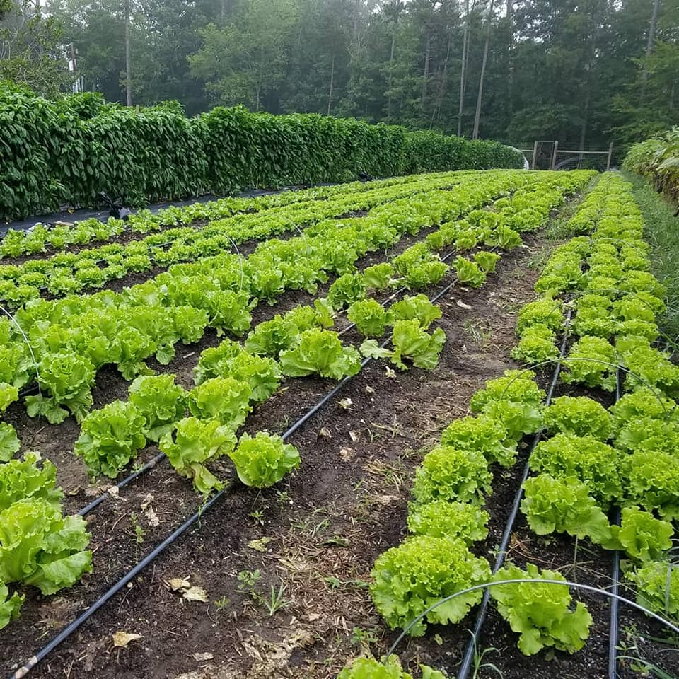 Farm Happenings for August 12, 2020 - Farm Happenings at Broadfork Farm ...