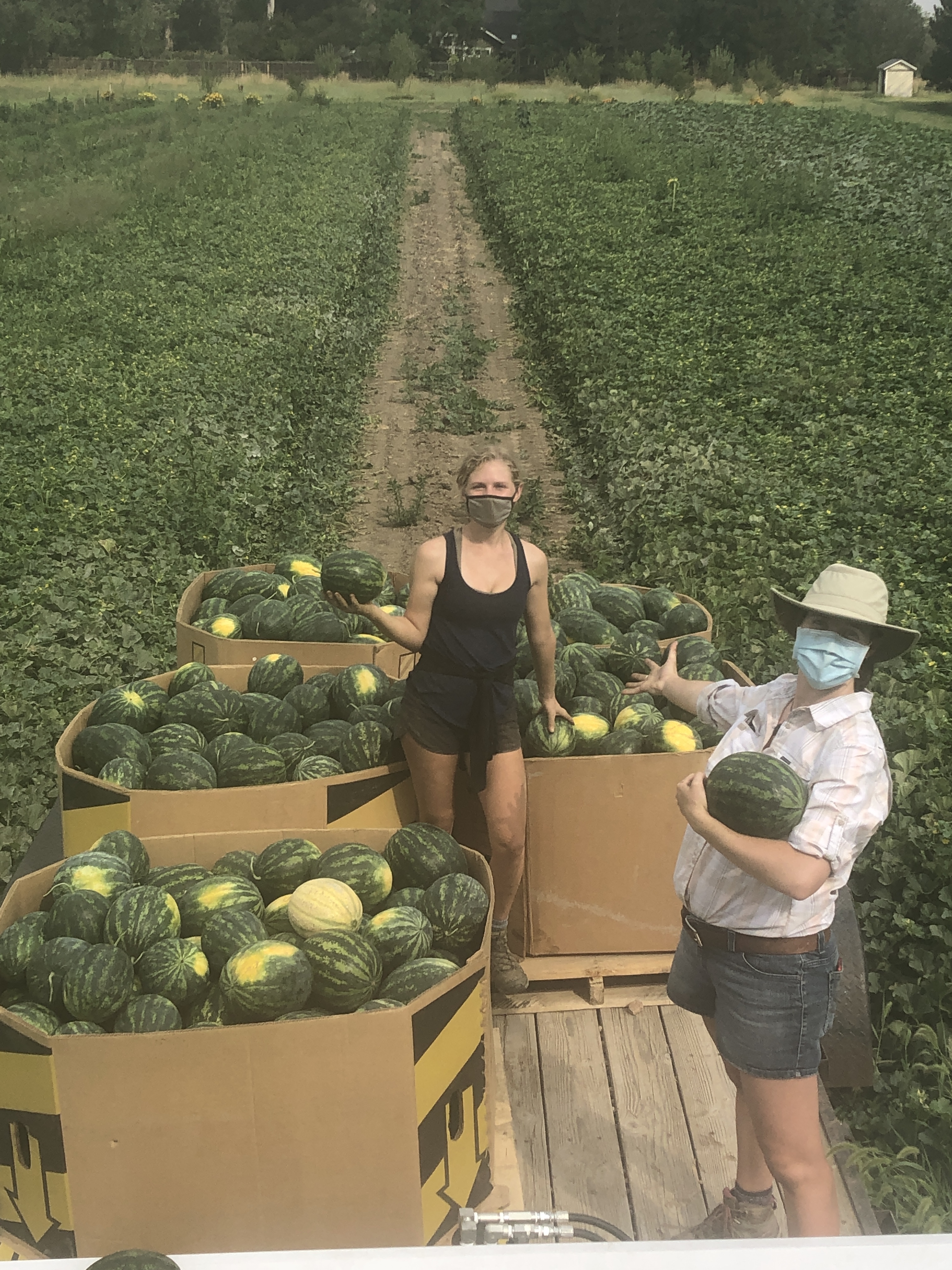 What time is it? Melon time! CSA Week 12 - Farm Happenings at Kilt Farm ...