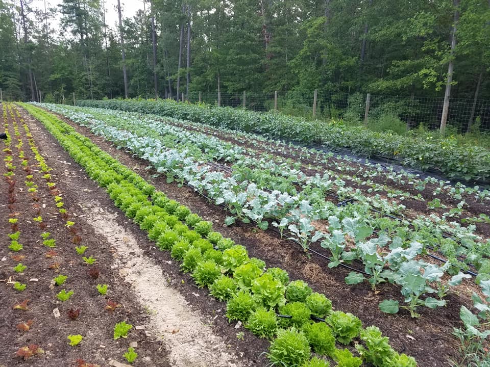 Farm Happenings for August 26, 2020 - Farm Happenings at Broadfork Farm ...