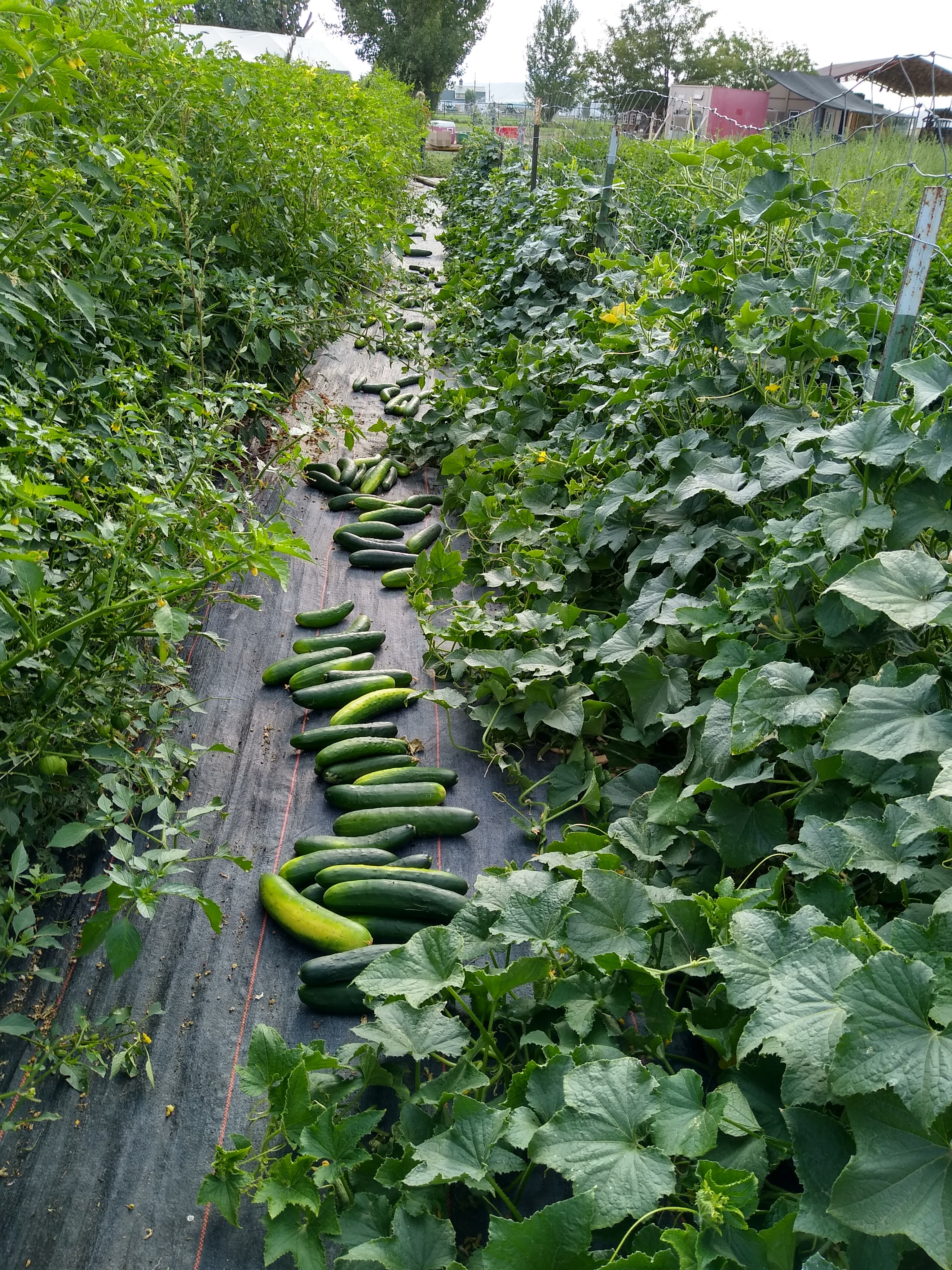 Summer Week #12 - The year of the cucumber! - Farm Happenings at ...