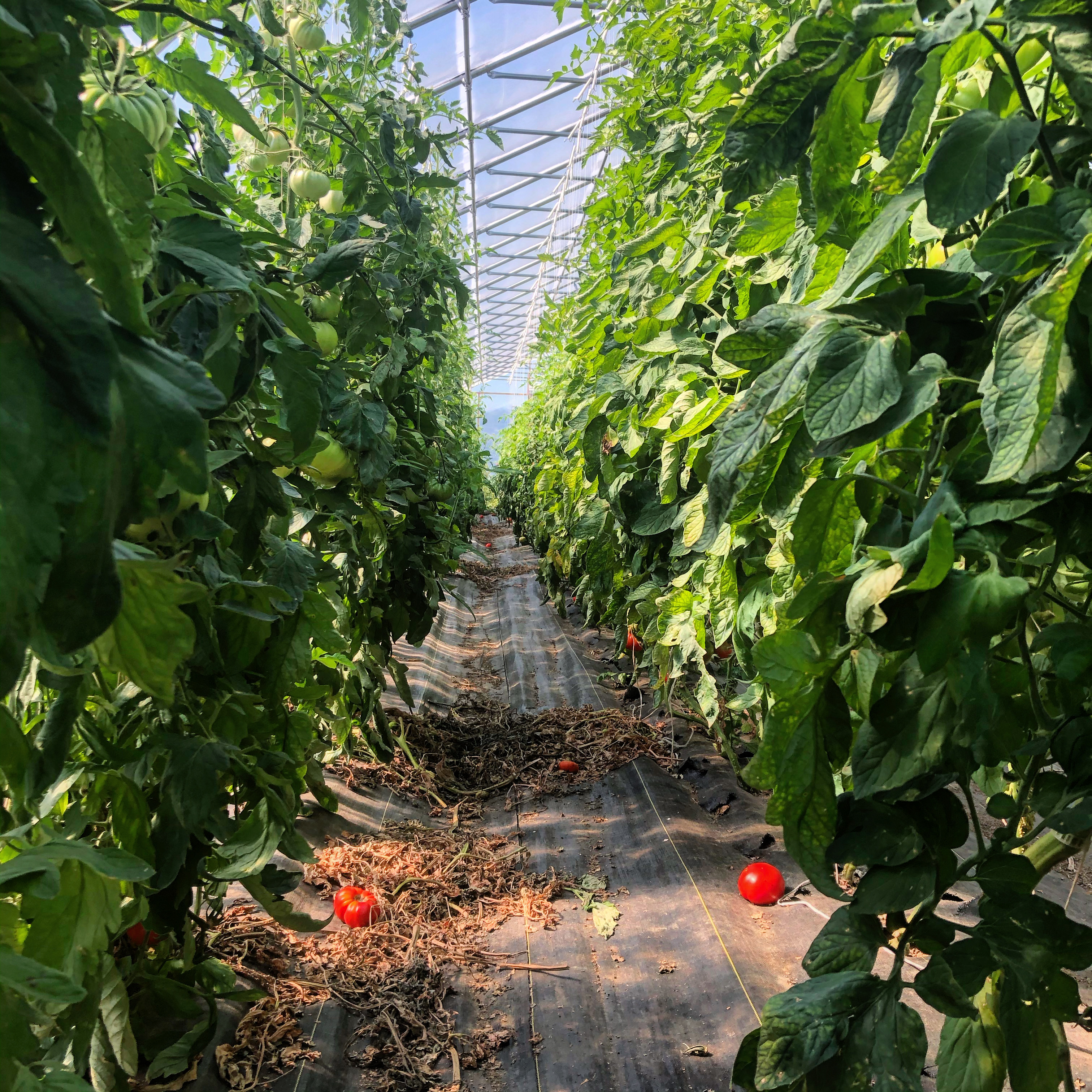 Week 12 It's finally raining! - Farm Happenings at Harvest Tide ...