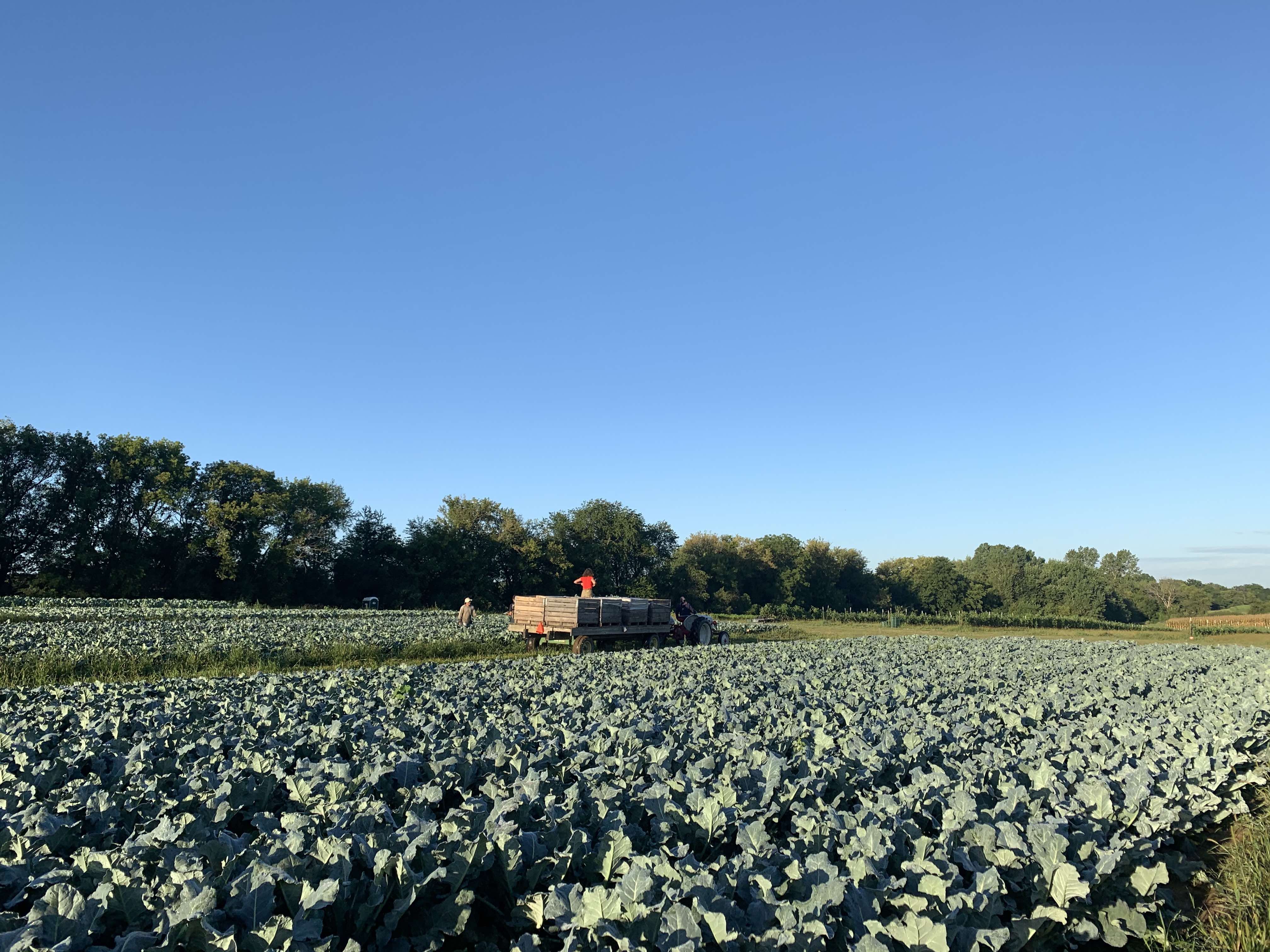 Week 12 Farm News Coming Soon - Farm Happenings at Angelic Organics ...