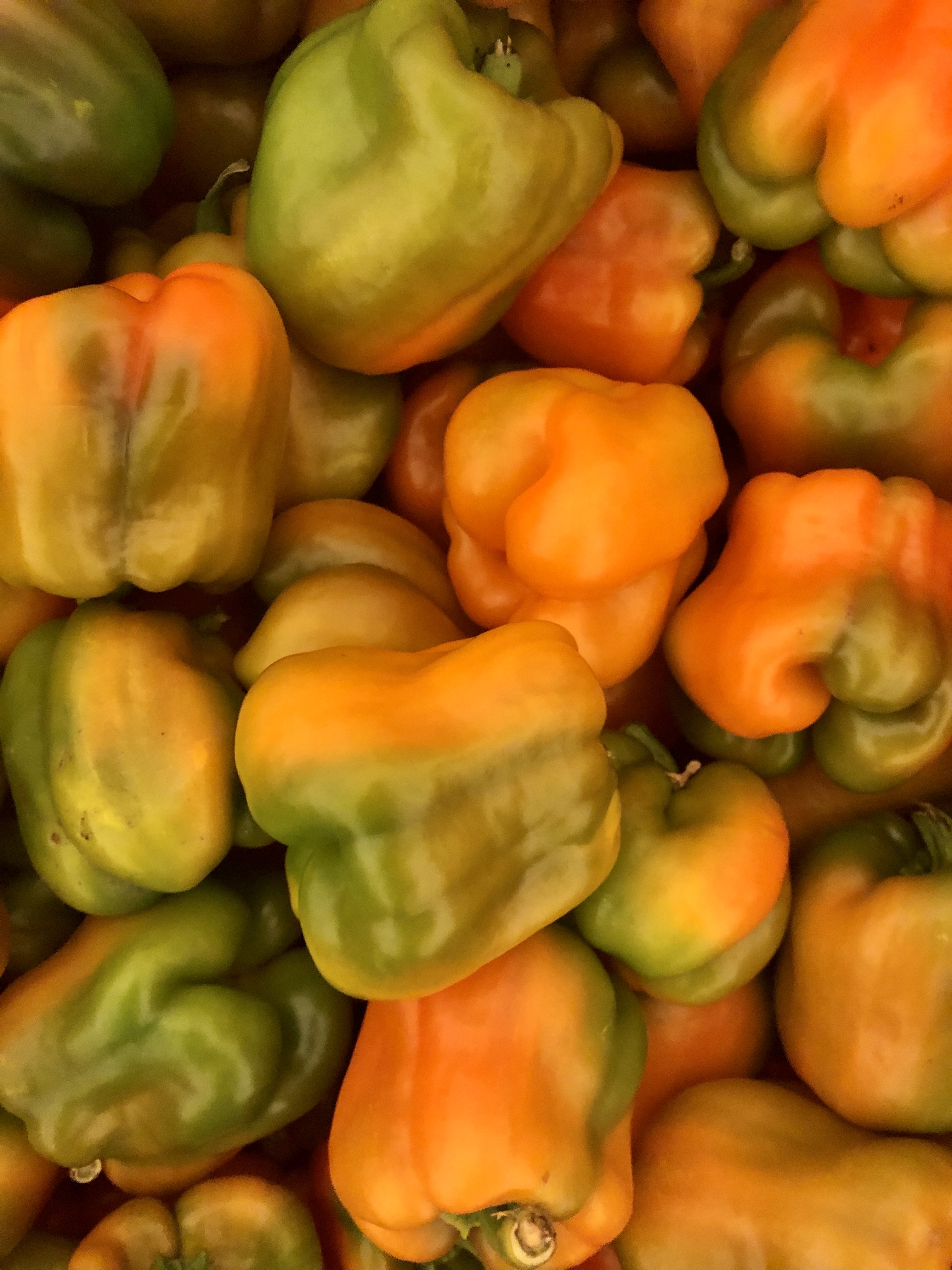 September, Pepper Season. - Farm Happenings at Spoon Full Farm - Harvie
