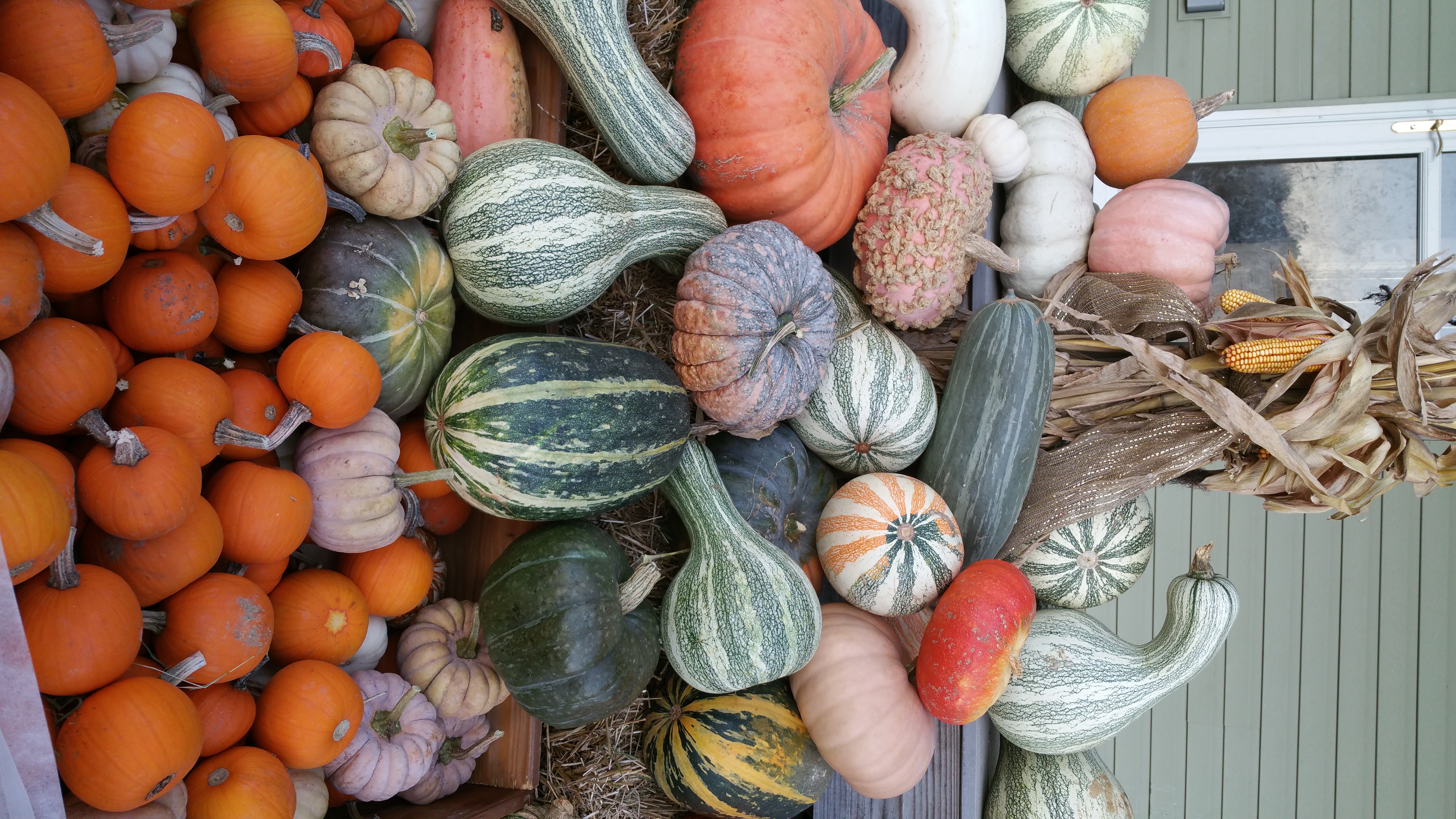 Winter Squash is here - Farm Happenings at Schultz Valley Farms - Harvie