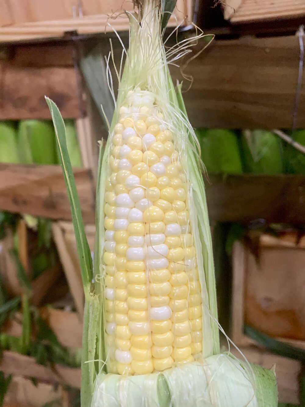 Sweet Corn from Fry Funny Farm - What A Treat! - Farm Happenings at ...