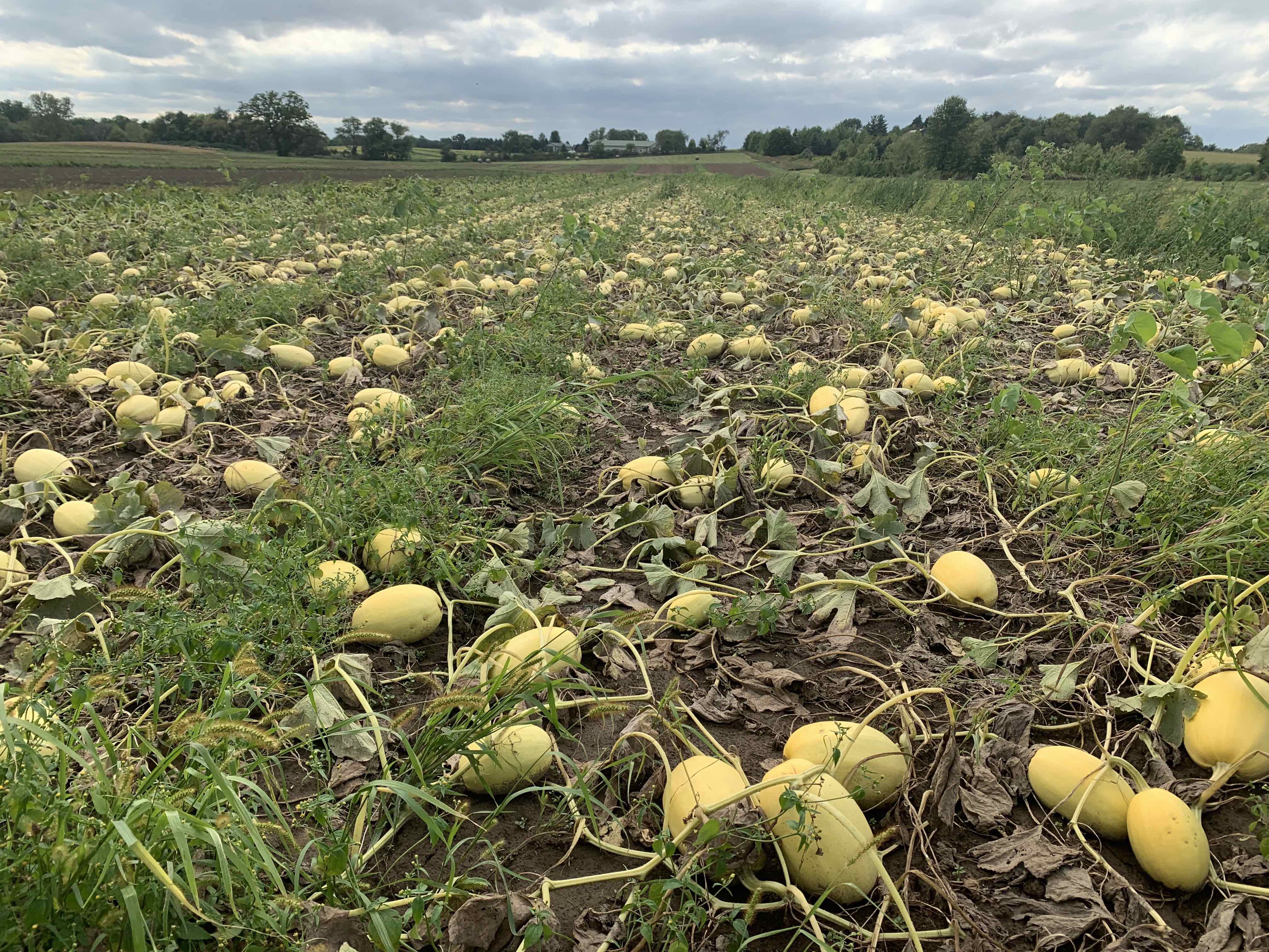 Week 13 Farm News Coming Soon - Farm Happenings at Angelic Organics ...