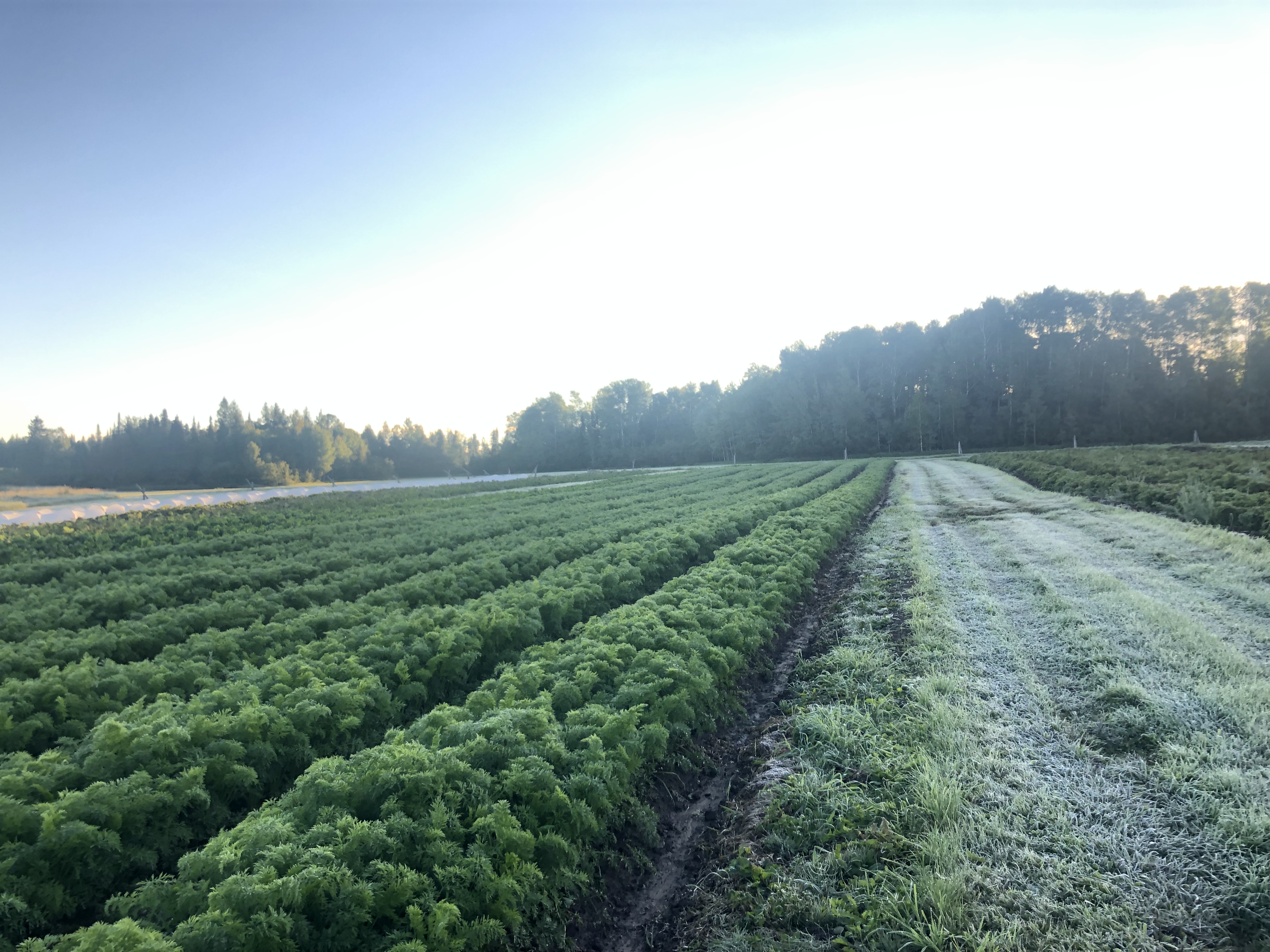 It's cold in the morning! - Farm Happenings at Sleepy G Farm - Harvie