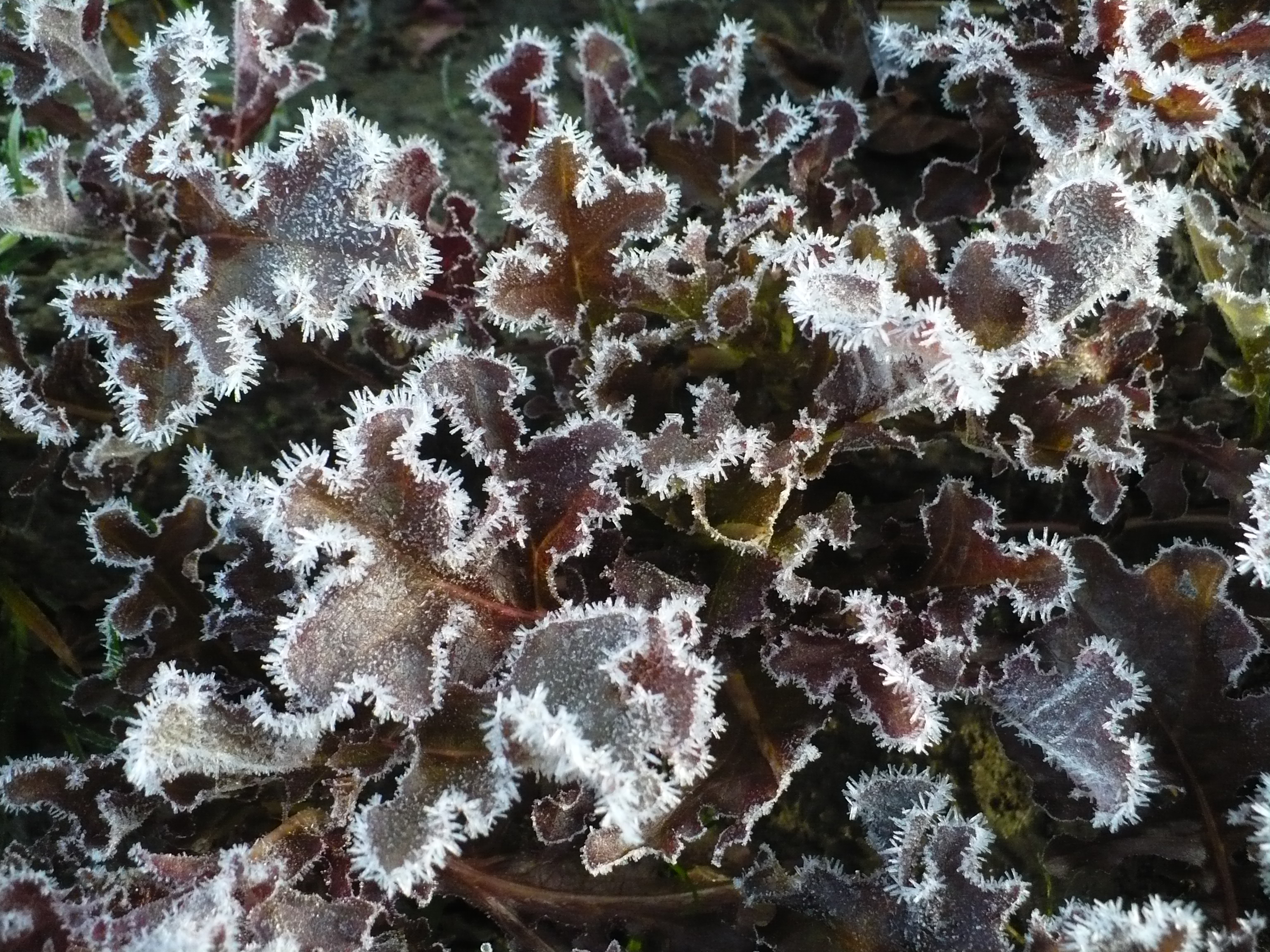 Early Frost - Farm Happenings at Root 5 Farm - Harvie
