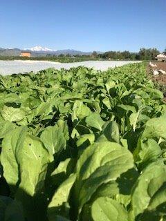 Farm Happenings Week 18, 2020 - Farm Happenings at Aspen Moon Farm - Harvie
