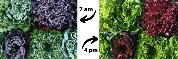 Farming with frost - Farm Happenings at Fiddlehead Farm - Harvie