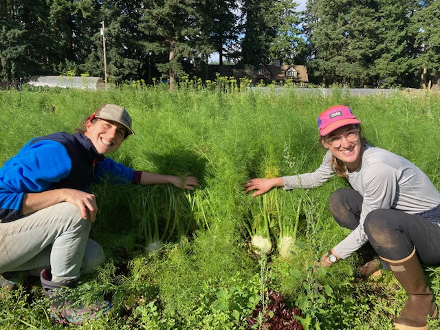 What's with all the fennel??! - Farm Happenings at A Rocha Farm - Harvie