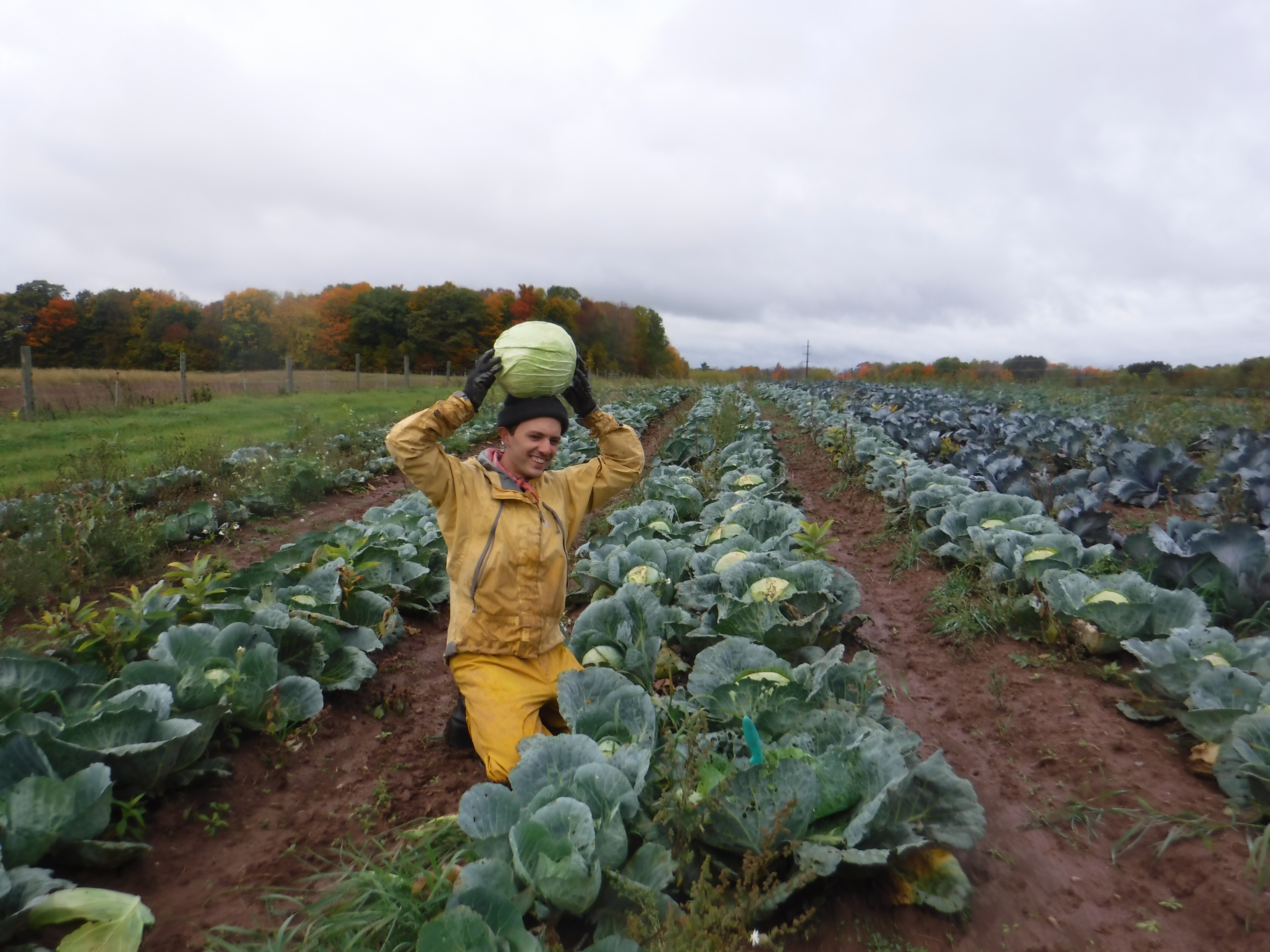 October 2 Farm Happenings - Farm Happenings at Bayfield Foods - Harvie