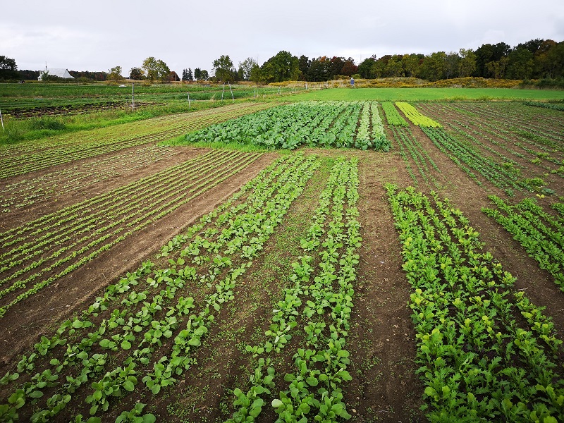 Farm Happenings for October 16, 2020 - Farm Happenings at Common Ground ...