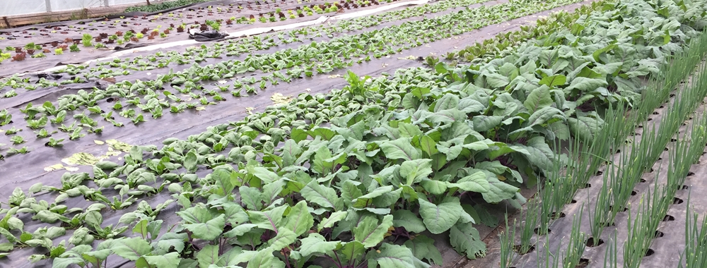 Pop-up Farm Stand for Oct 16+17, 2020 - Farm Happenings at Fair Sun ...