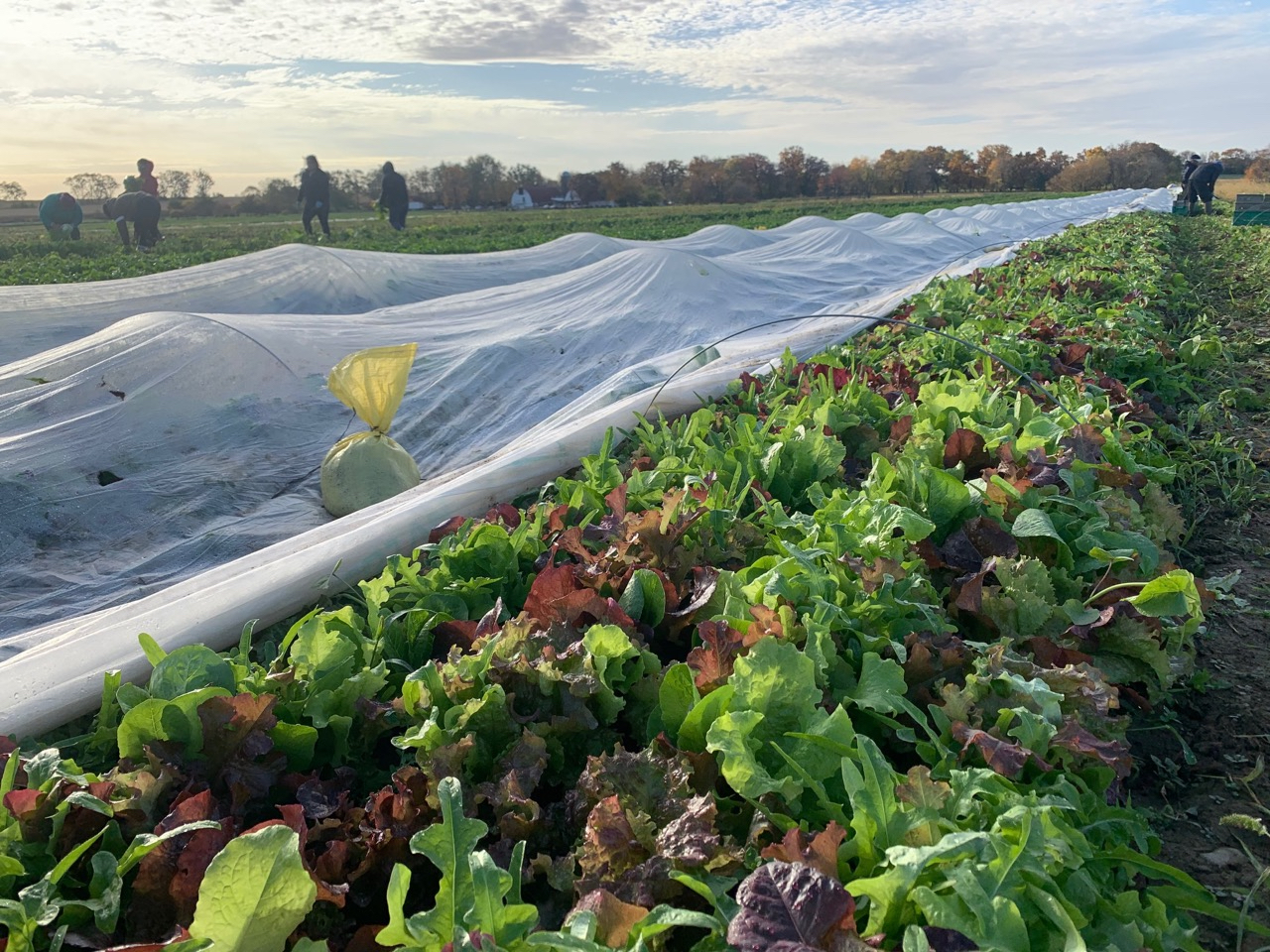 Farmer John Writes: A Bountiful Crop Report - Farm Happenings at ...