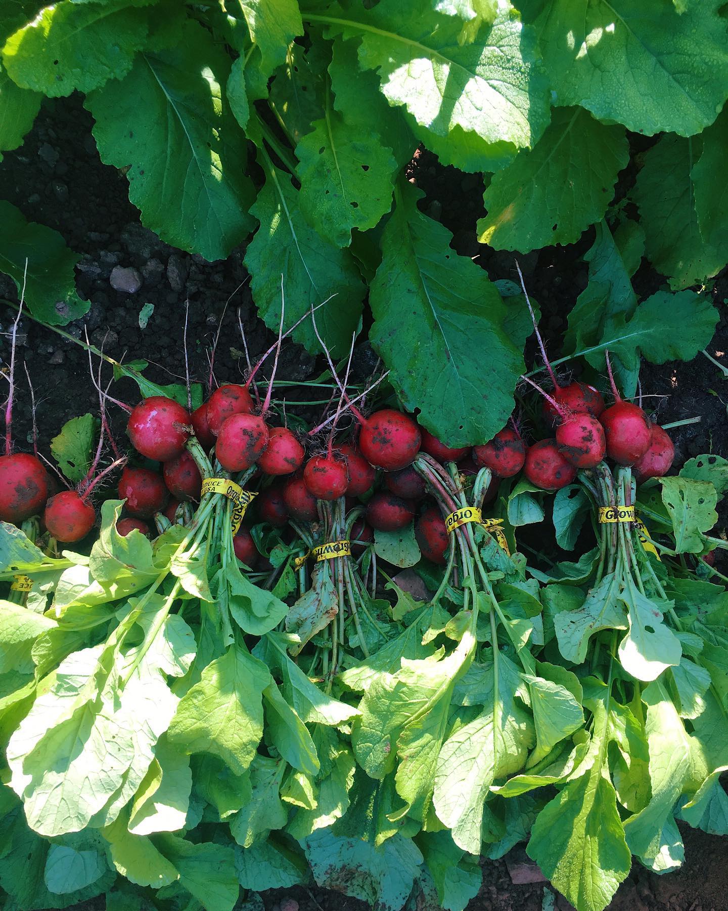 Rad Radishes - Farm Happenings at Willowsford Farm - Harvie