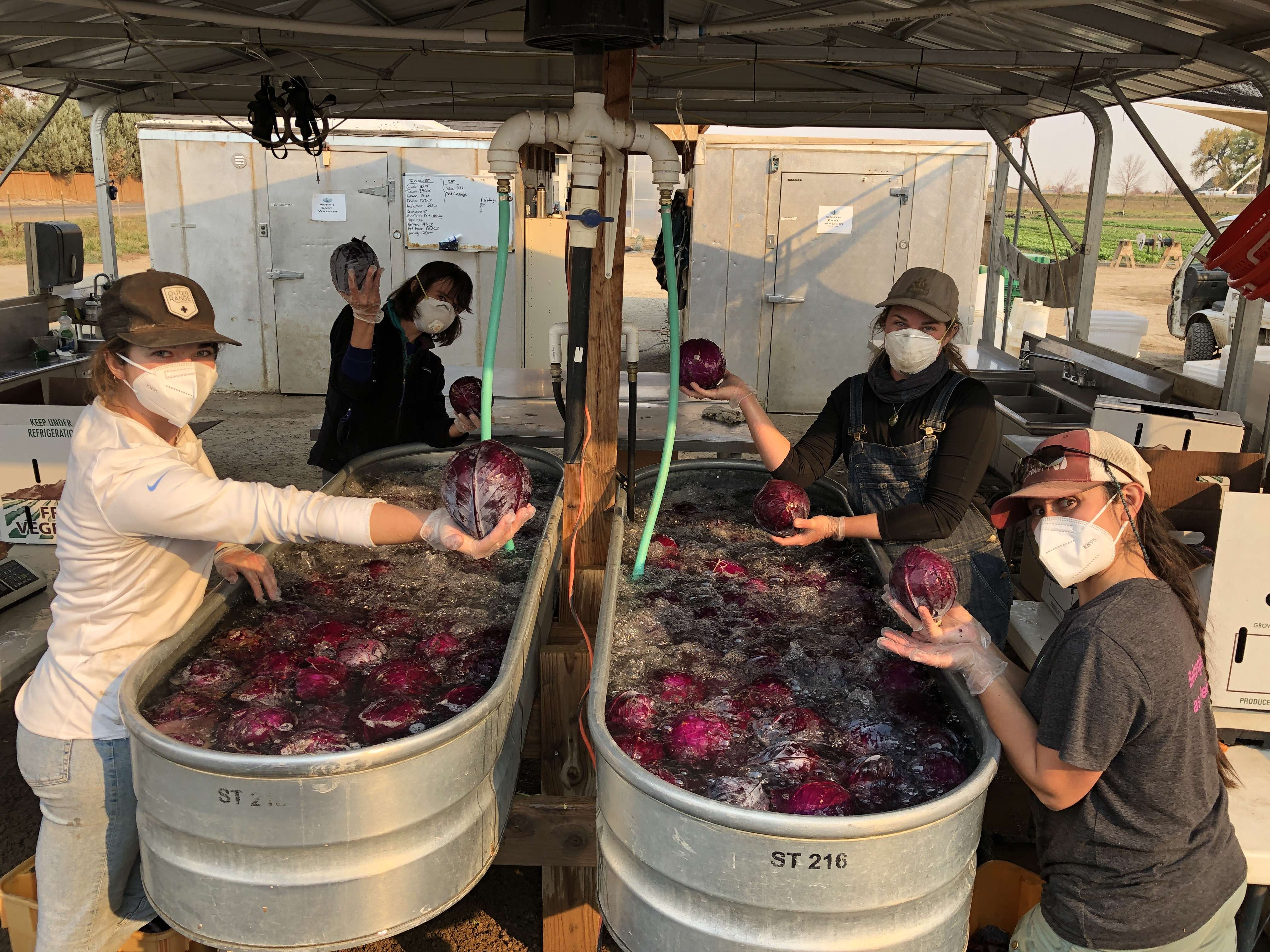 Week 20: And that's a Wrap! - Farm Happenings at Kilt Farm - Harvie