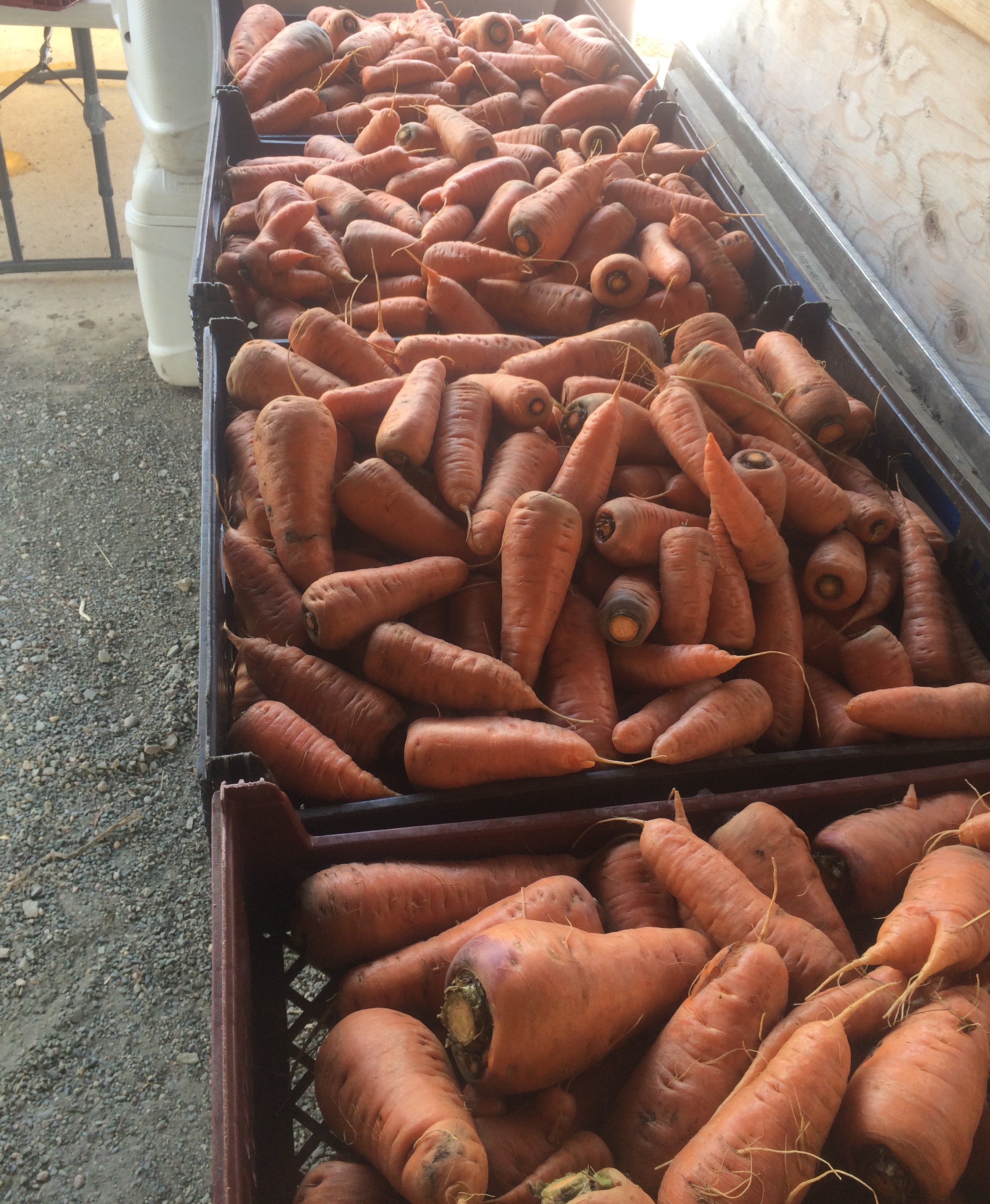 Week 21 CSA, 2020 - Farm Happenings at Aspen Moon Farm - Harvie