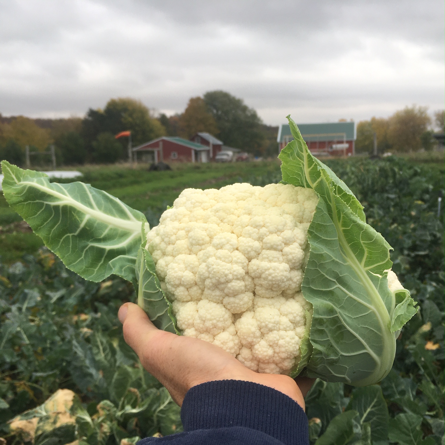 A Head of our Time - Farm Happenings at Boerson Farm - Harvie