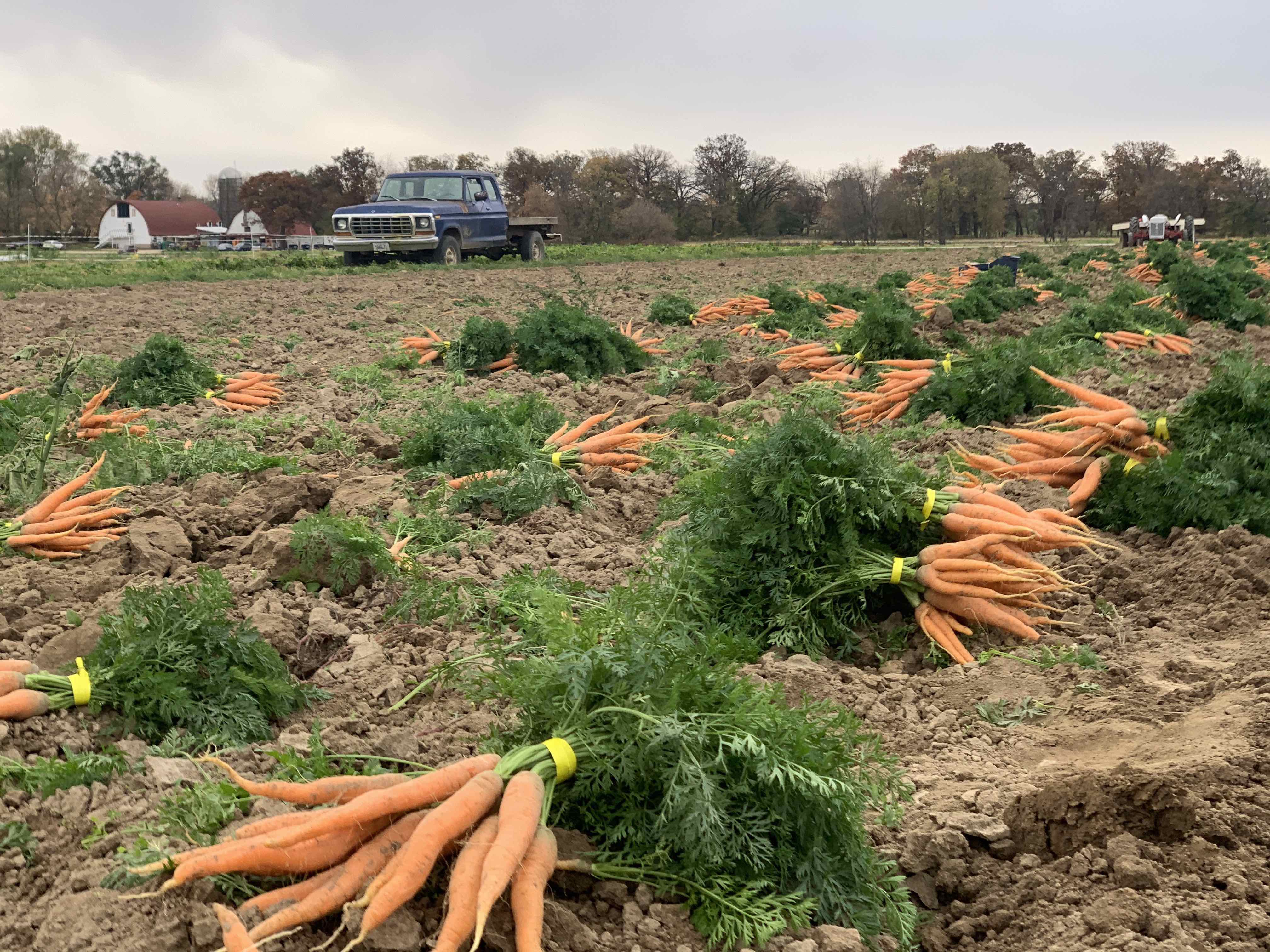 Week 19 Farm News Coming Soon - Farm Happenings at Angelic Organics ...