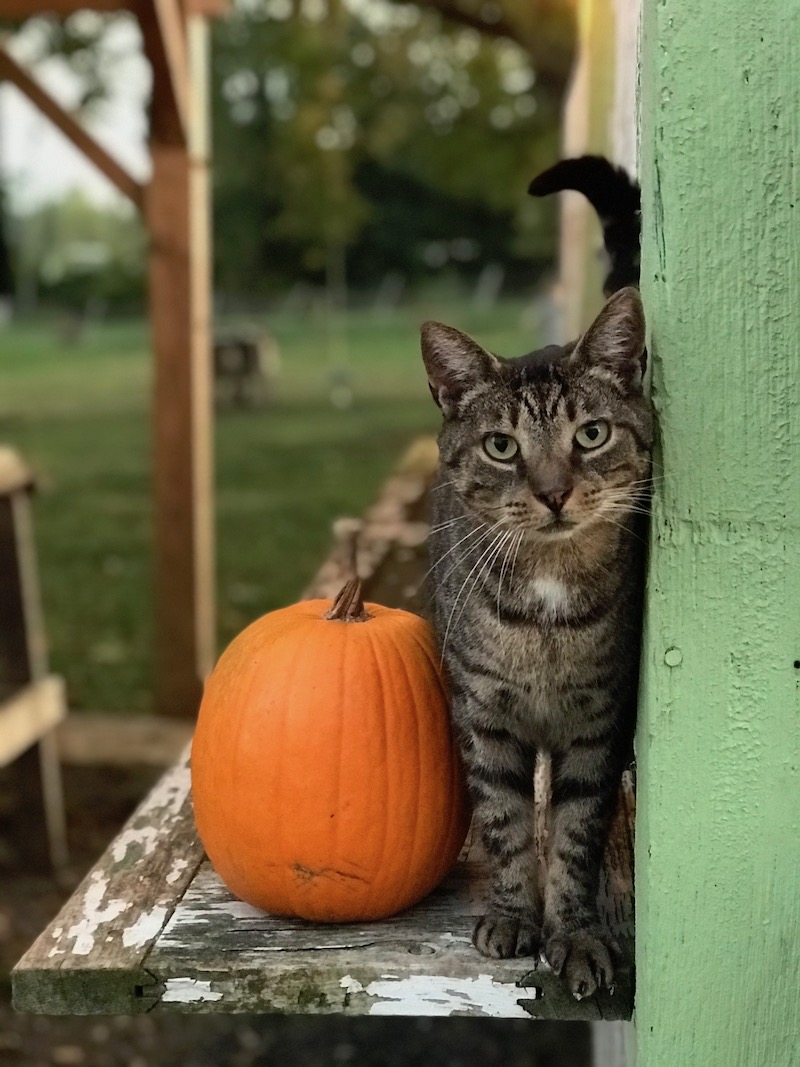 Fall Extension Week 2 is overflowing with goodness! - Farm Happenings ...