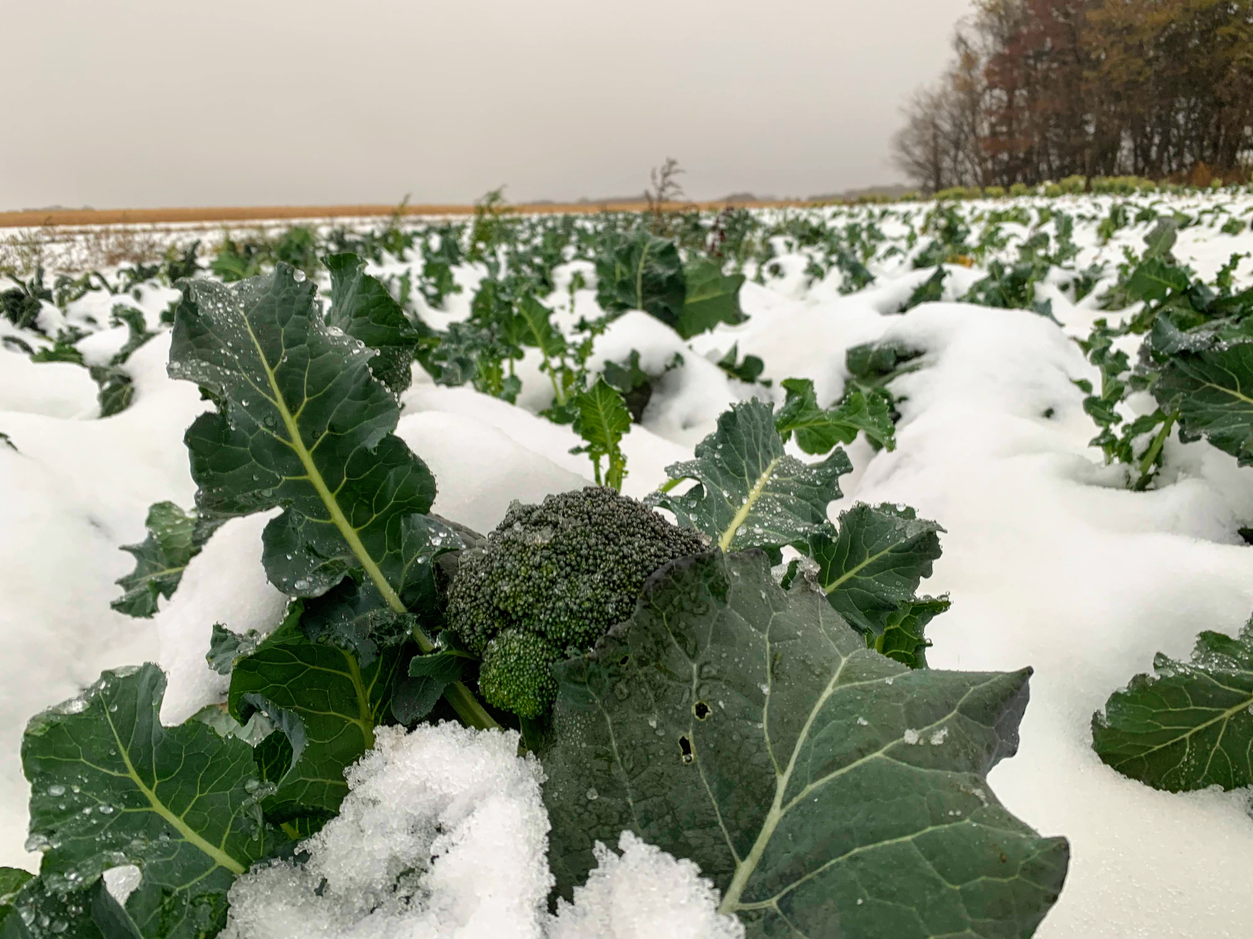 Winter Farm Share Newsletter - Week 1 - Farm Happenings at Sogn Valley ...