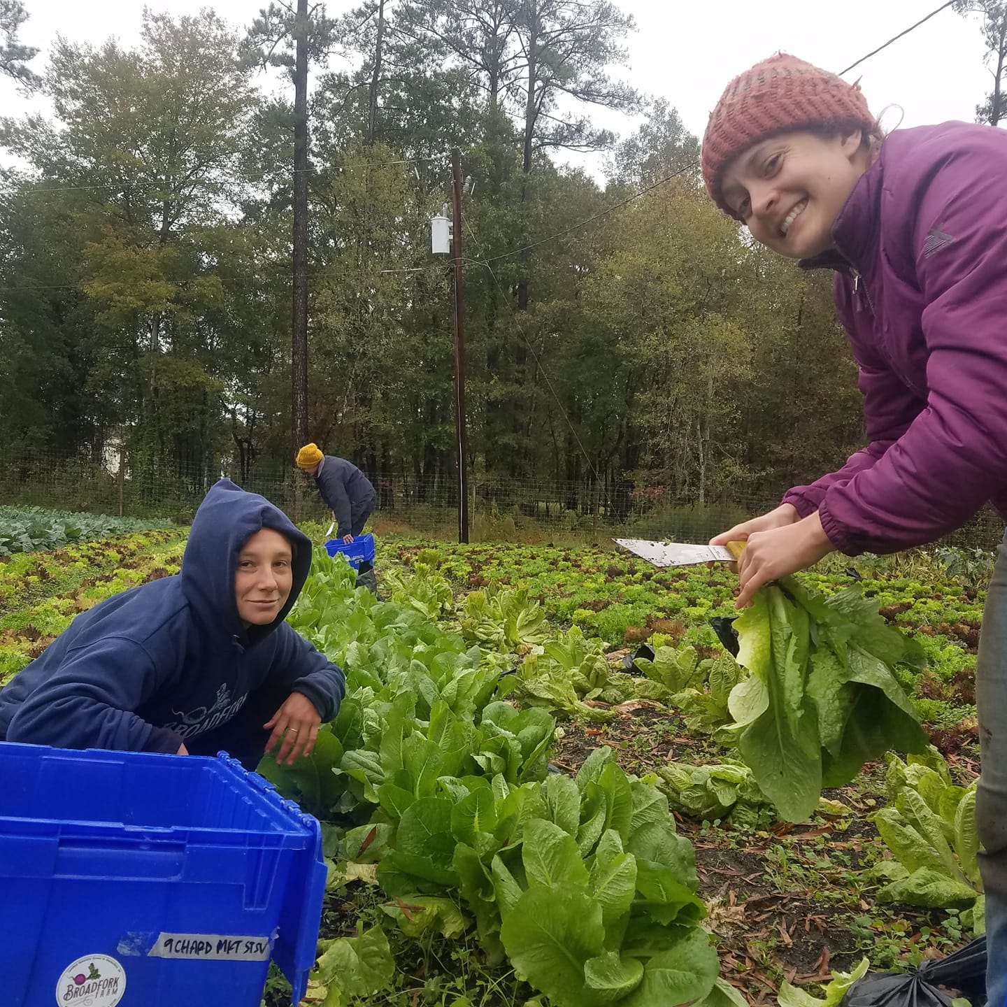 Farm Happenings for November 4, 2020 - Farm Happenings at Broadfork ...