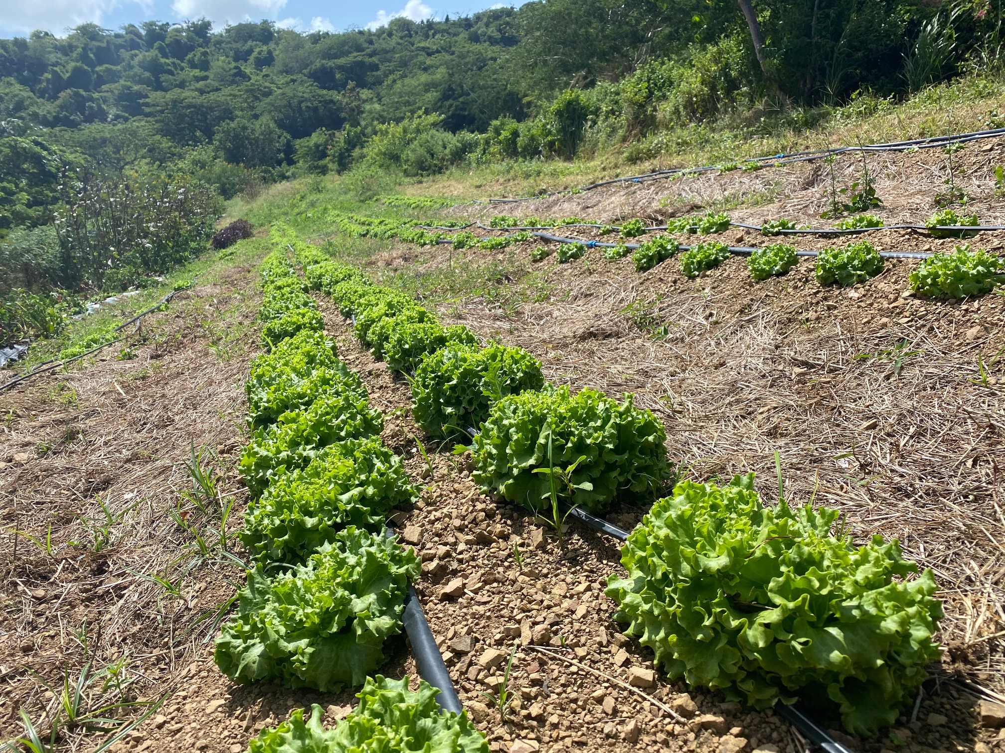 Farm Stand Register - Ridge to Reef Farm - Harvie