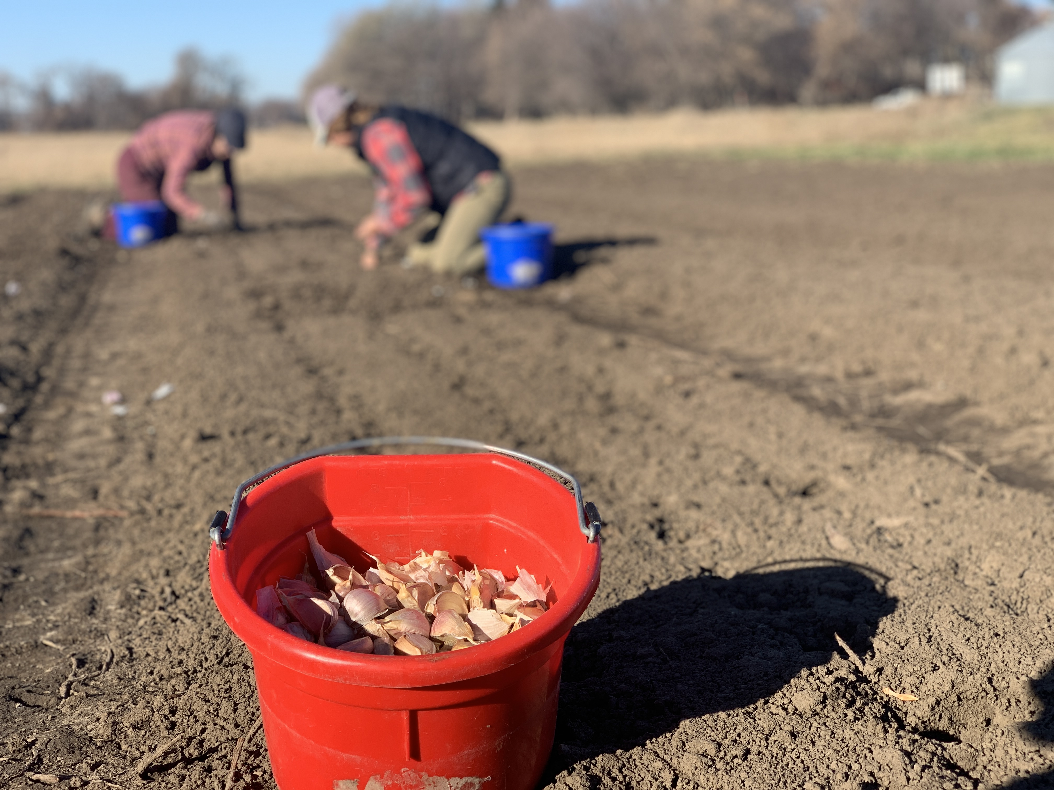 Winter Farm Share Newsletter - Week 2 - Farm Happenings at Sogn Valley ...