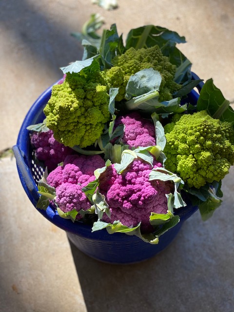 Farm Happenings for November 19, 2020 - Farm Happenings at Covey Rise ...